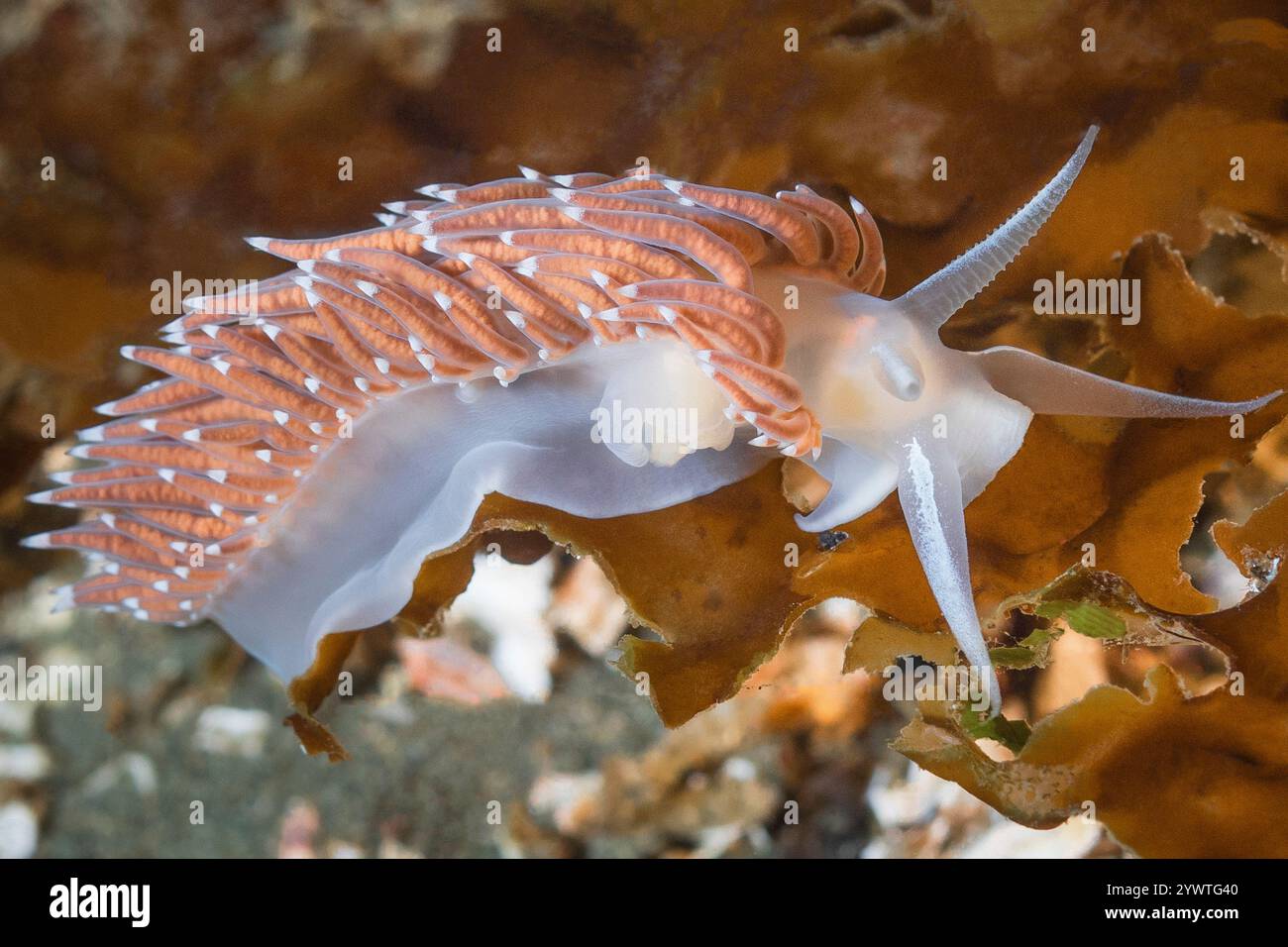 Discovery Passage, Quadra Island, Salish Sea, Campbell River, Vancouver ...