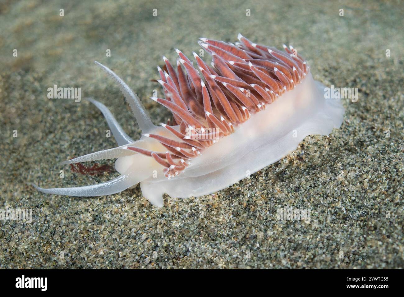 Discovery Passage Quadra Island Salish Sea Campbell River Vancouver ...