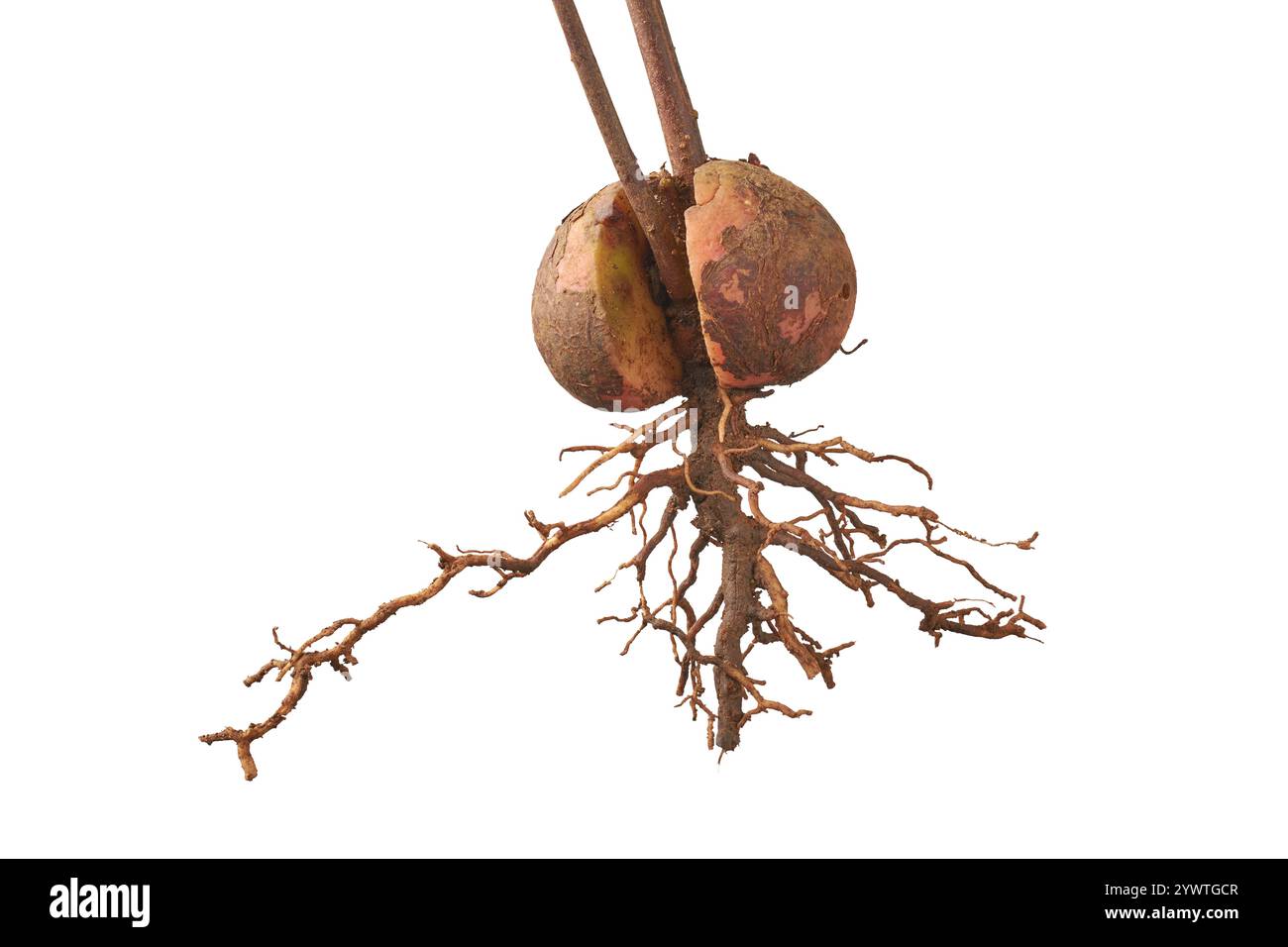close-up of avocado tree plant grow from seed or seedling, sprouted ...