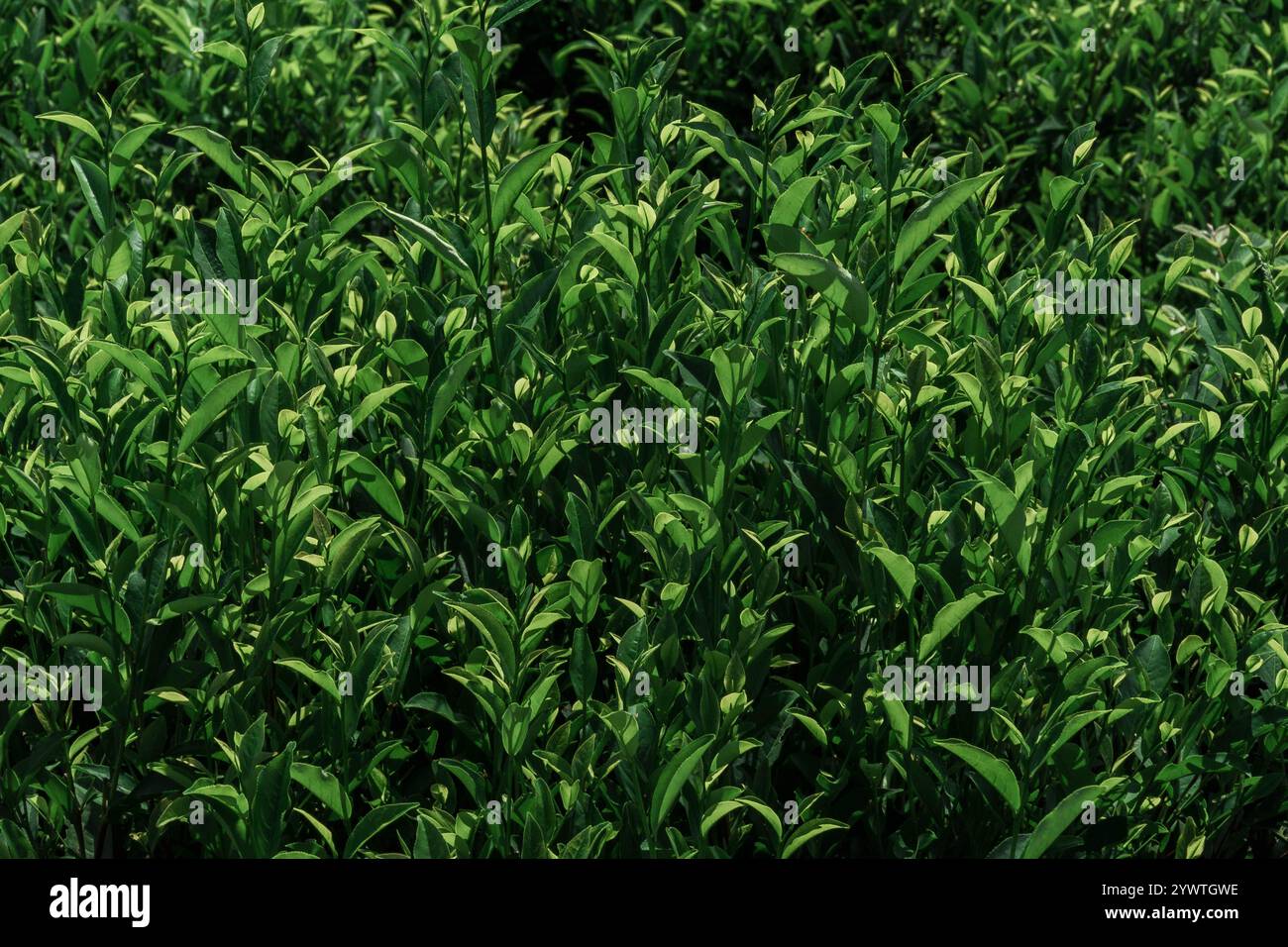 Flourishing tropical environment hi-res stock photography and images ...