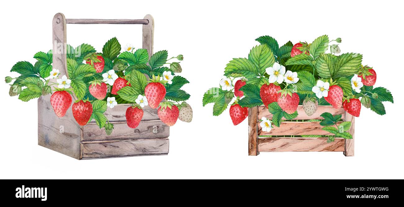 Freshly picked strawberries in a wooden box. Bright watercolor ...