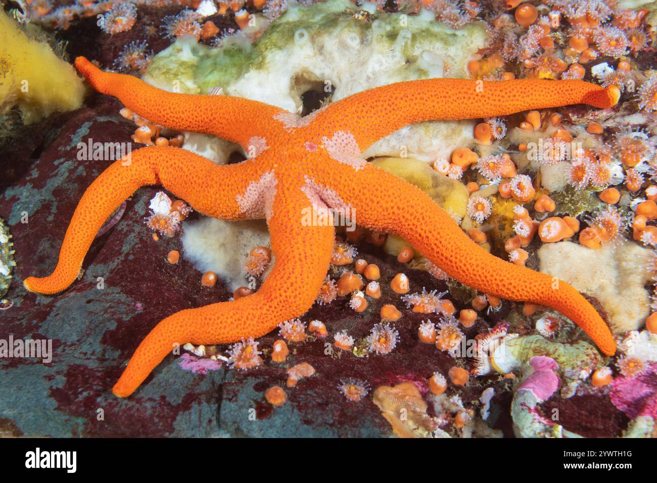 Armpit sea star Henricia sp, Discovery Passage Quadra Island Salish Sea ...