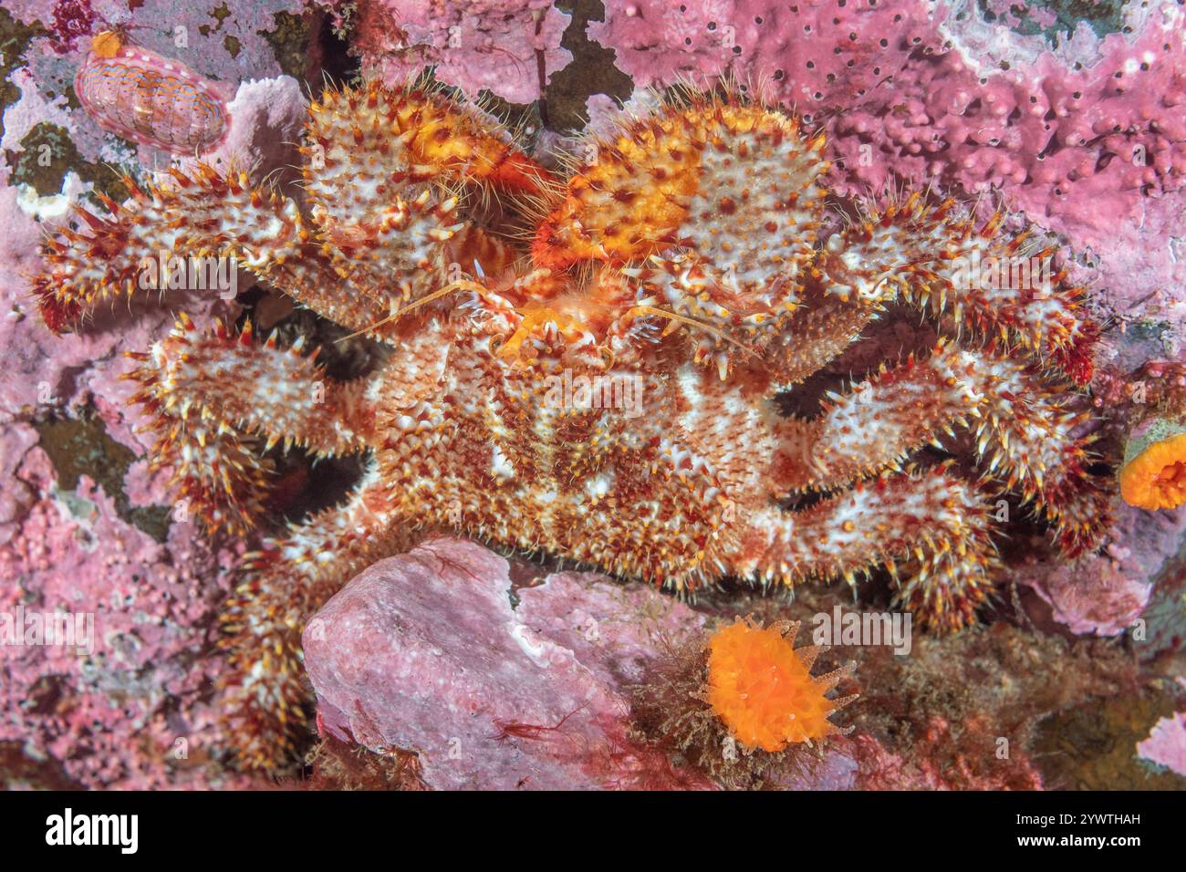 Coralline encased filament worm Dodecaceria concharum, Discovery ...