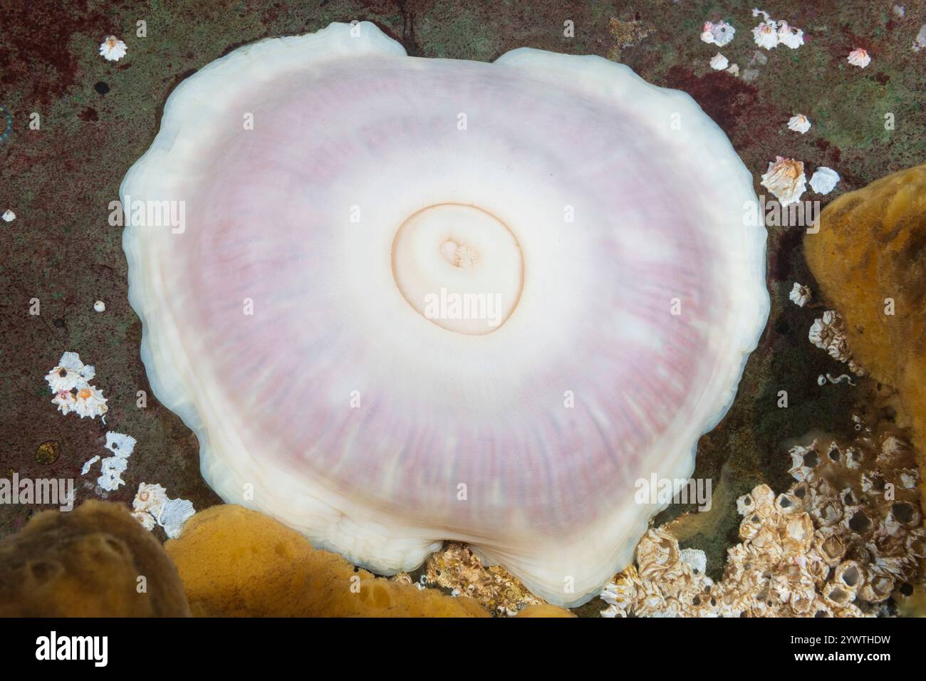 Discovery Passage Quadra Island Salish Sea Campbell River Vancouver ...