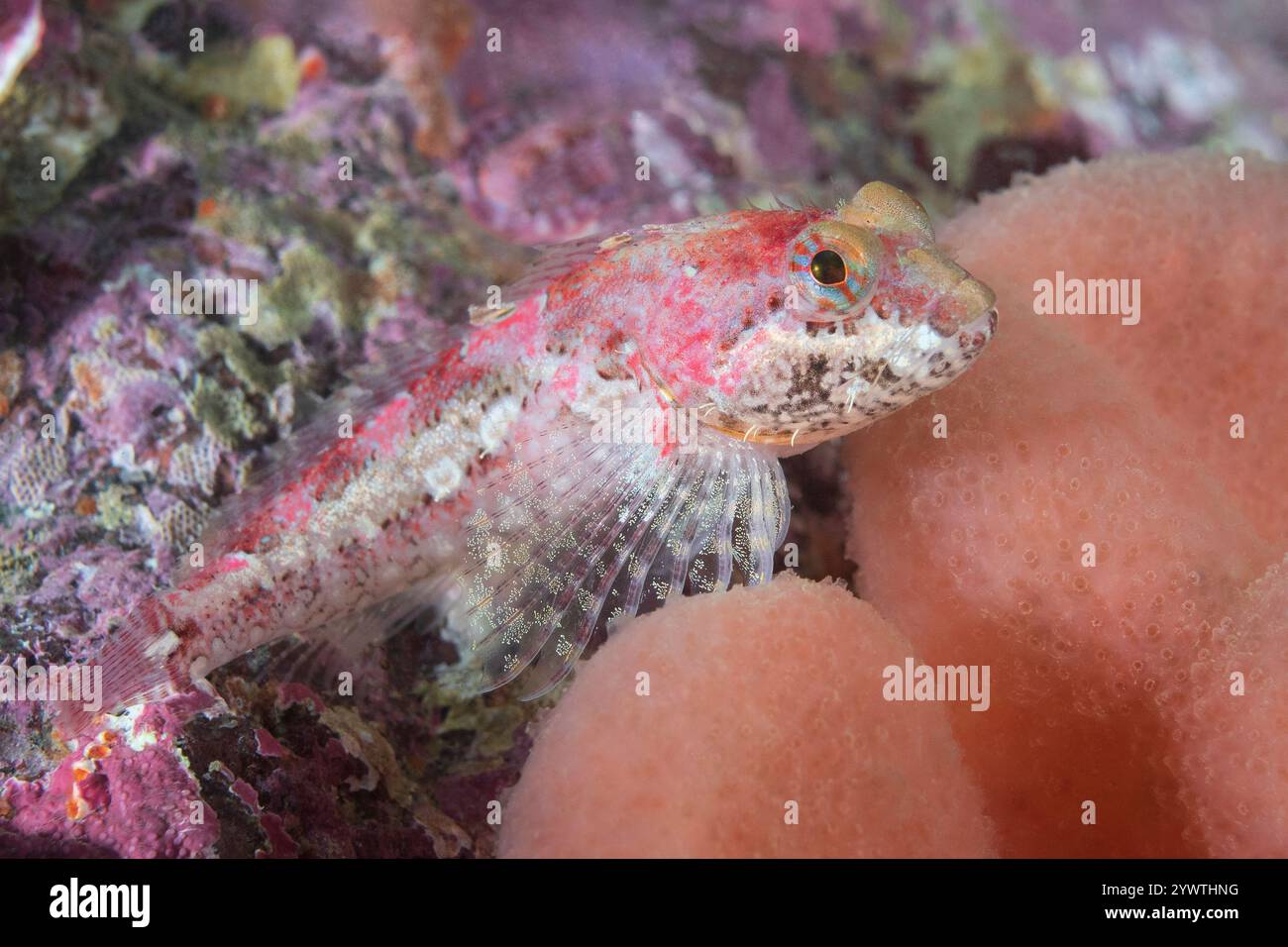Keystone Jetty Fort Casey Underwater Park Admiralty Bay Salish Sea ...