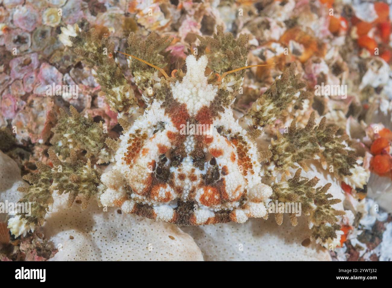 Heart crab Phyllolithodes papillosus, Keystone Jetty Fort Casey ...