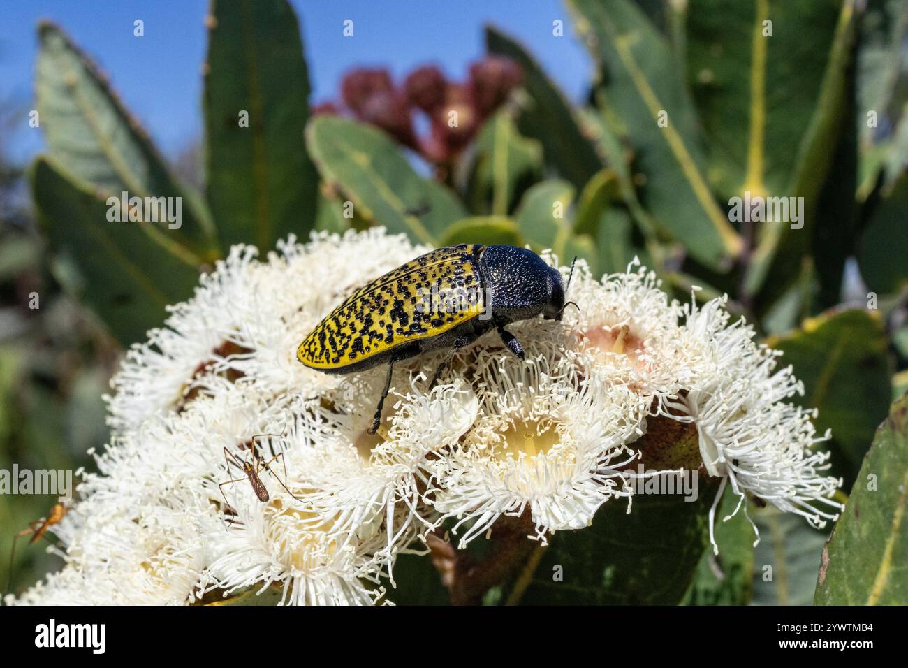 Jewel beetle australia hi-res stock photography and images - Alamy