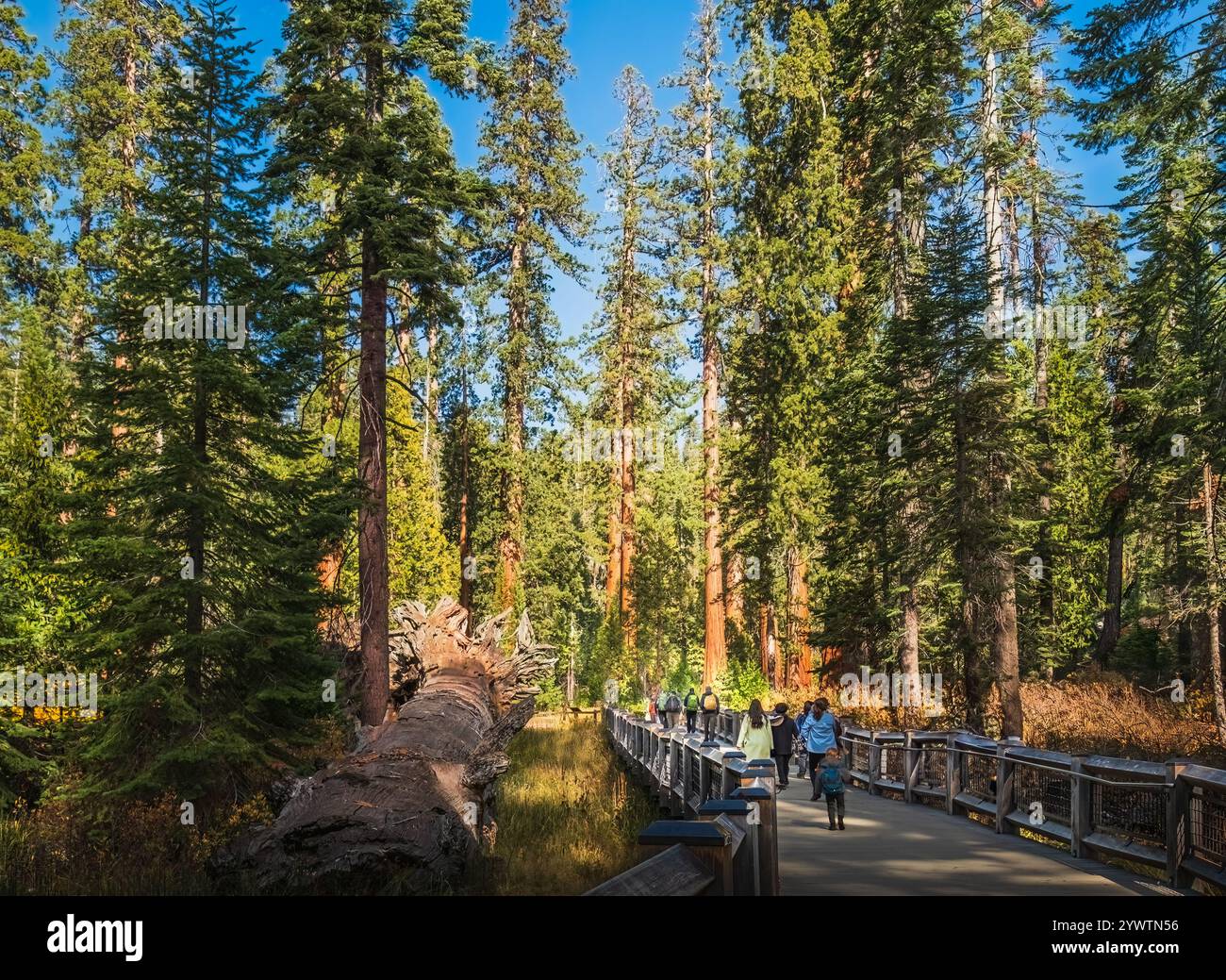 Dead giant mariposa grove hi-res stock photography and images - Alamy