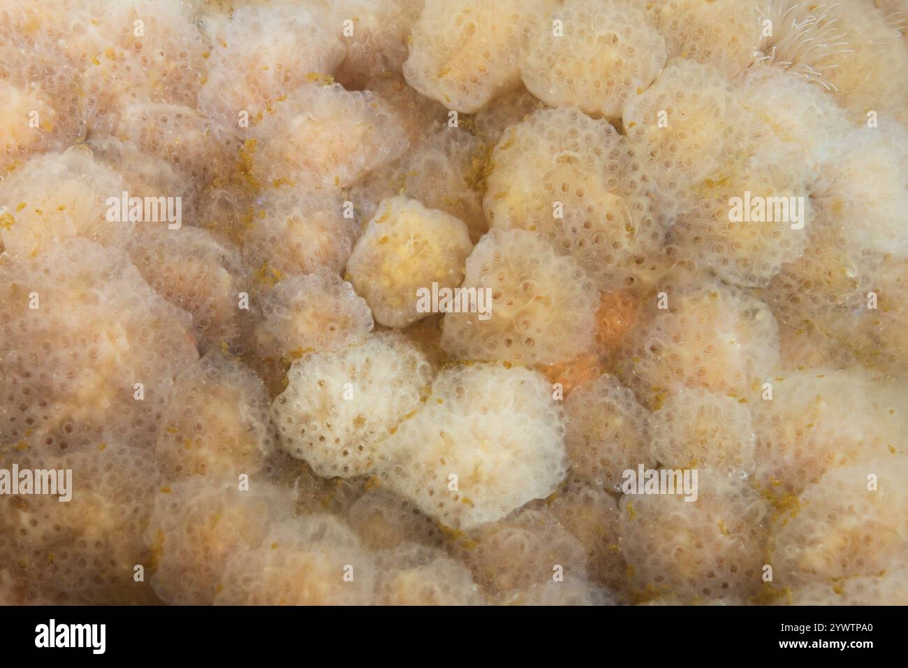 Discovery Passage Quadra Island Salish Sea Campbell River Vancouver ...