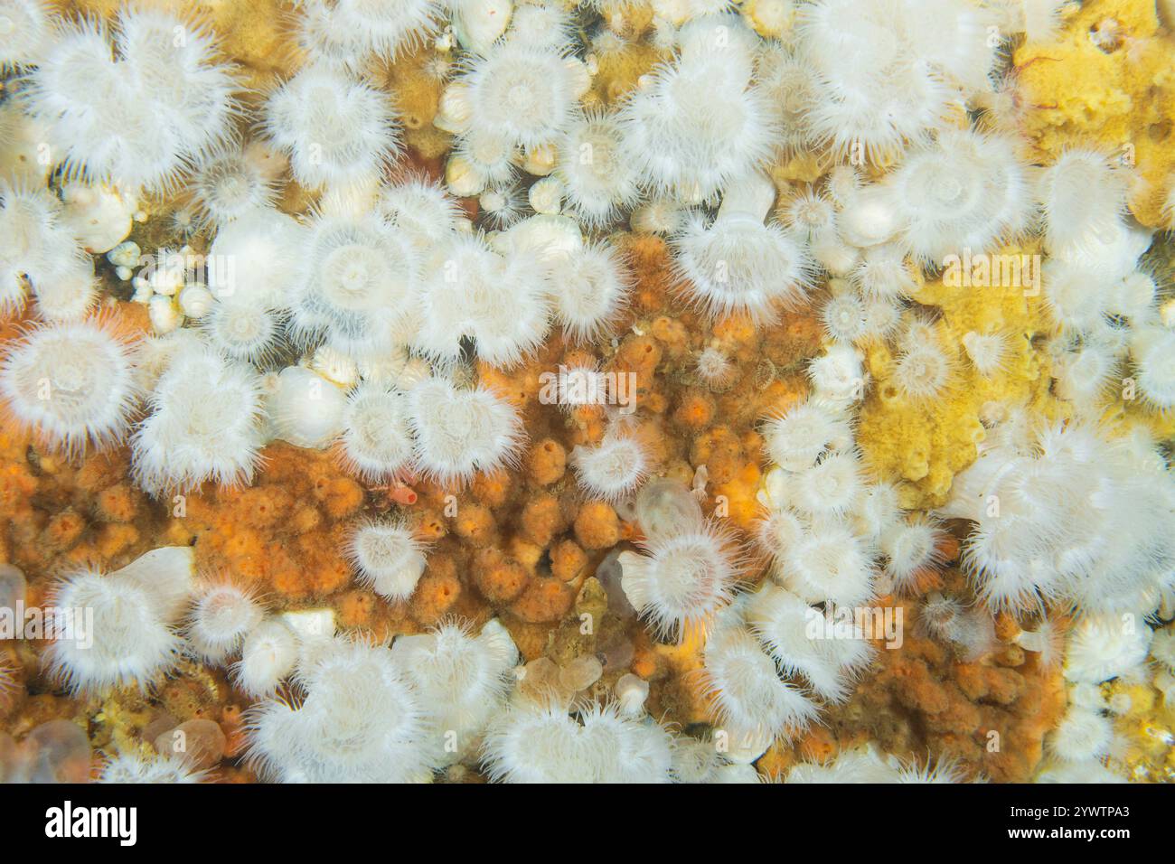 Discovery Passage Quadra Island Salish Sea Campbell River Vancouver ...