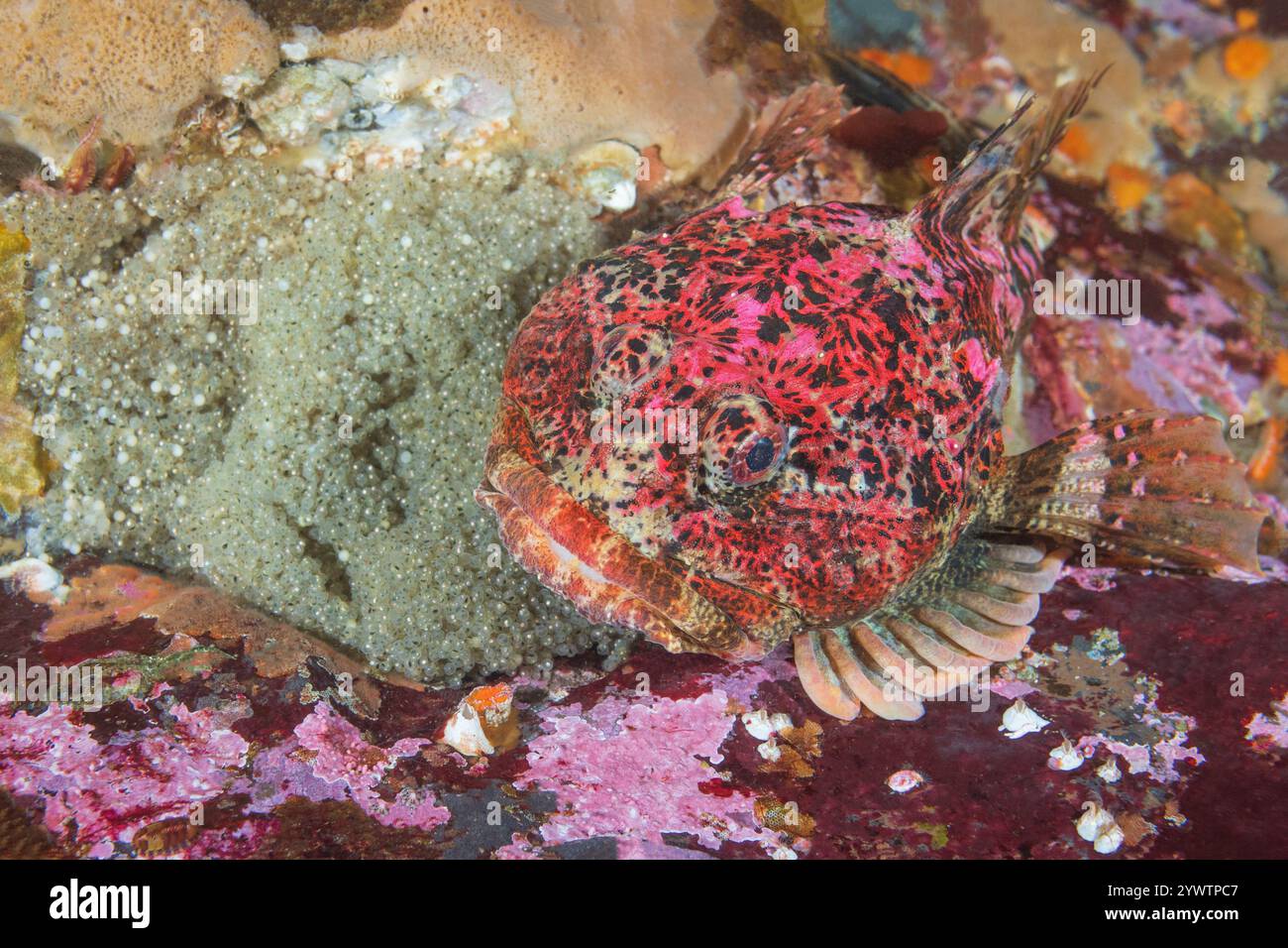Buffalo sculpin Enophrys bison, Discovery Passage Quadra Island Salish ...