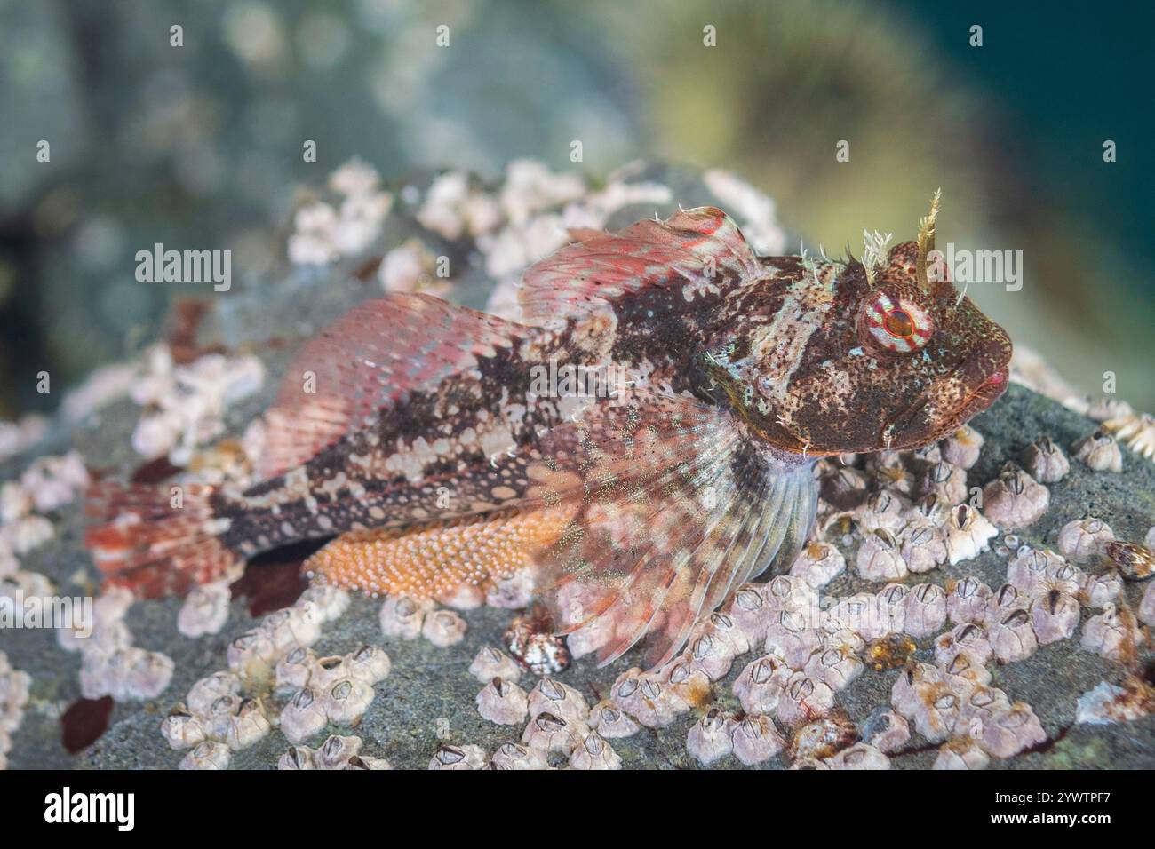 Common acorn barnacle Balanus glandula, Discovery Passage Quadra Island ...