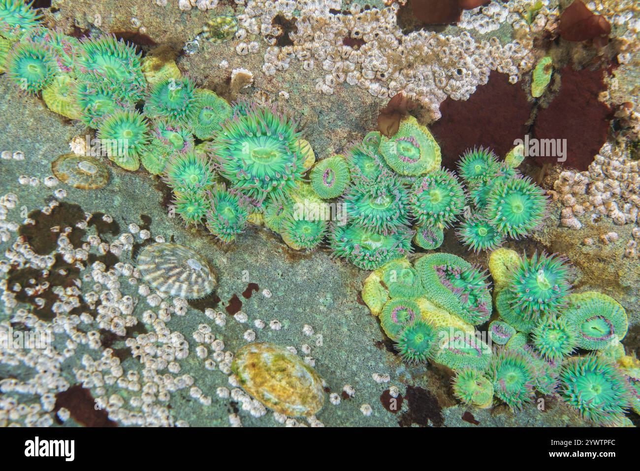 Common acorn barnacle Balanus glandula, Discovery Passage Quadra Island ...