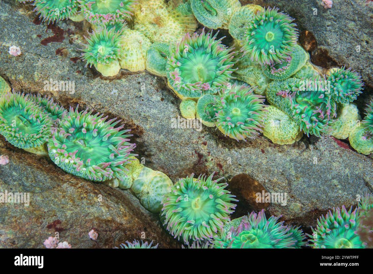 Common acorn barnacle Balanus glandula, Discovery Passage Quadra Island ...