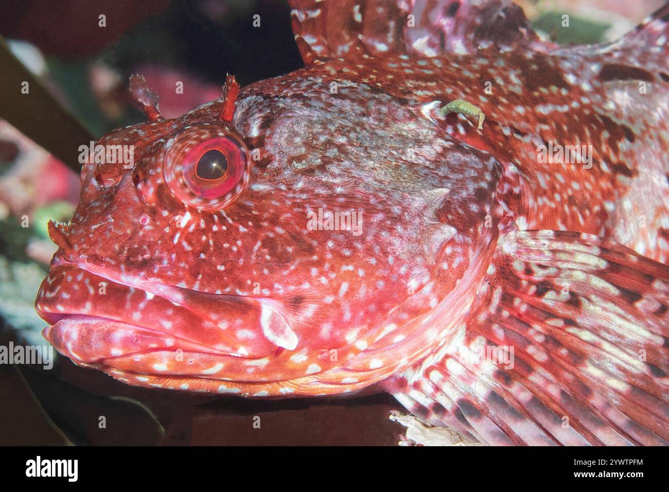 Cabezon Scorpaenichthys marmoratus, Discovery Passage Quadra Island ...