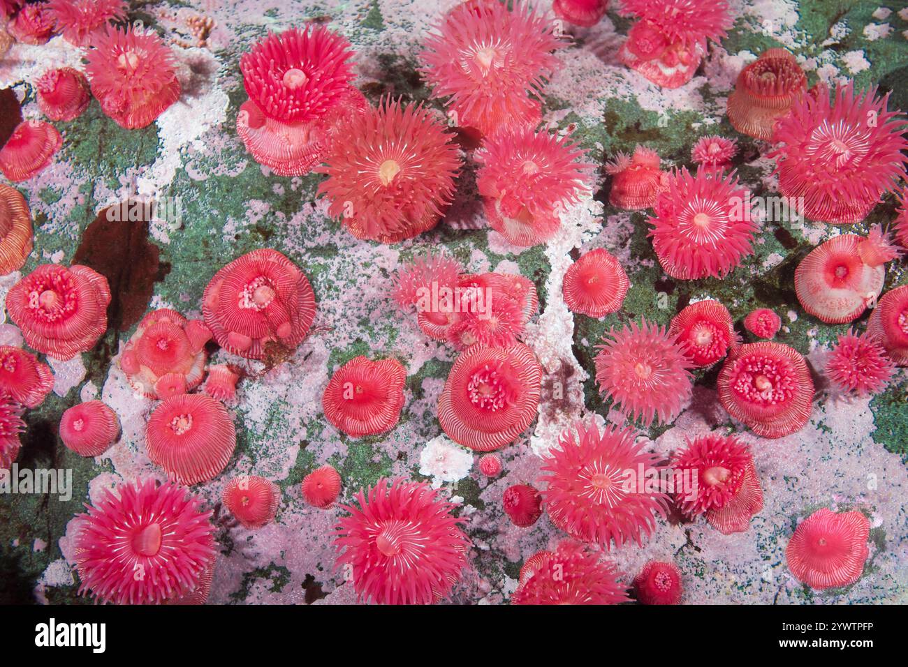 Discovery Passage Quadra Island Salish Sea Campbell River Vancouver ...