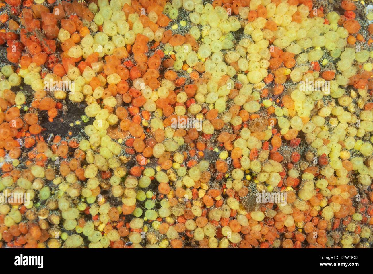 Discovery Passage Quadra Island Salish Sea Campbell River Vancouver ...