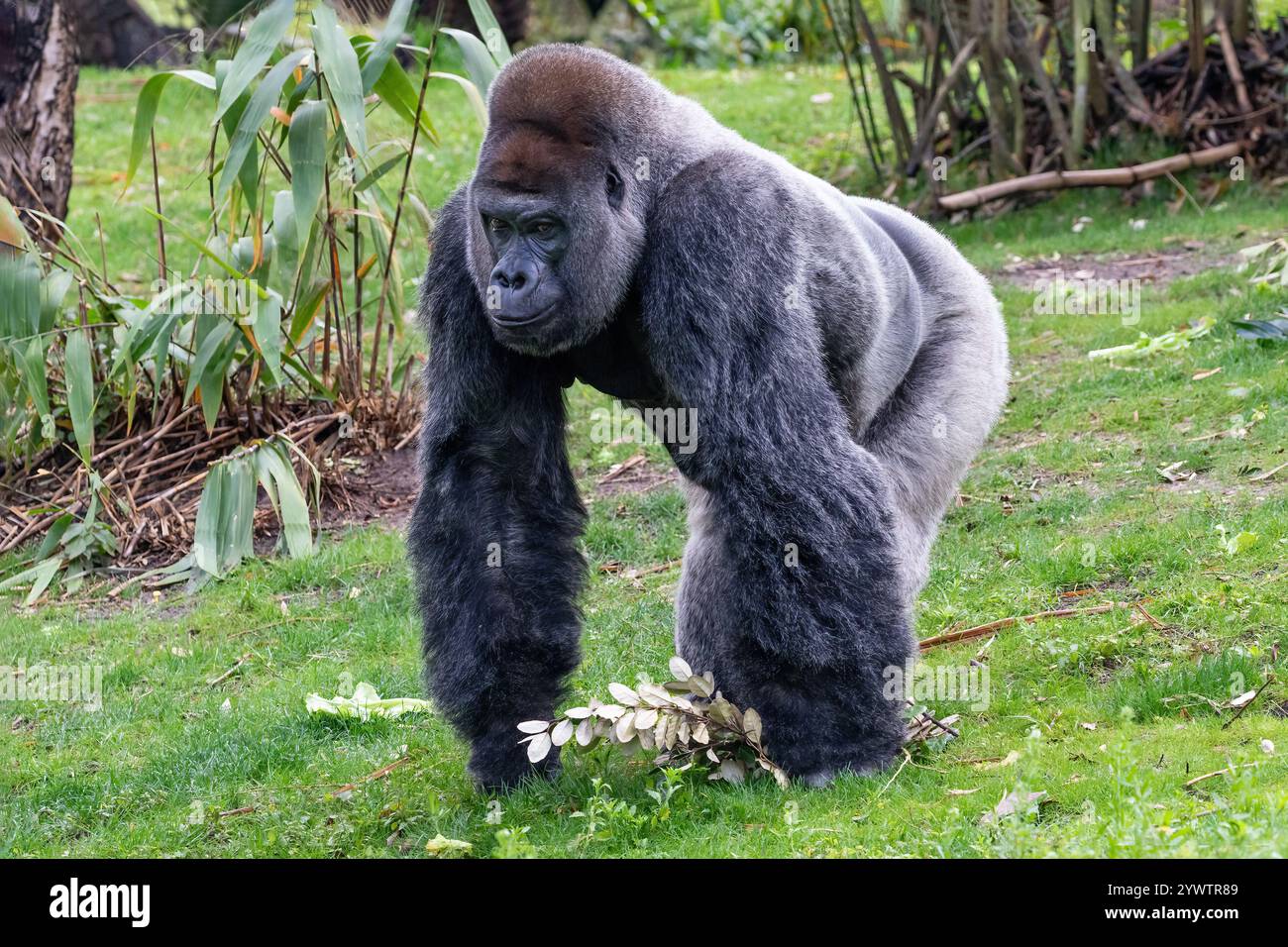 Western Lowland Gorilla (Gorilla gorilla gorilla) walking on all fours ...