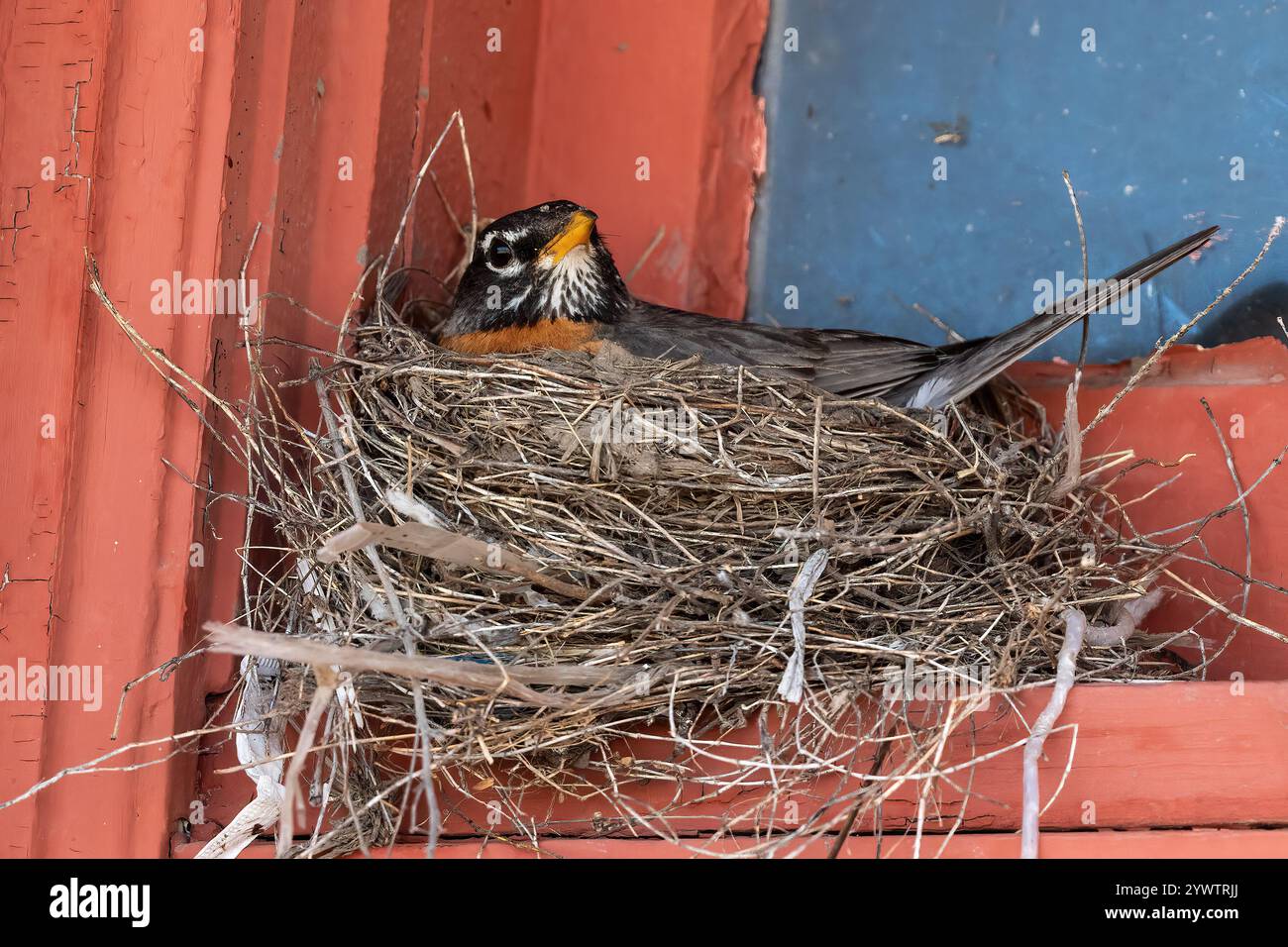 American Robin (Turdus migratorius) Sitting in its nest on a window ...
