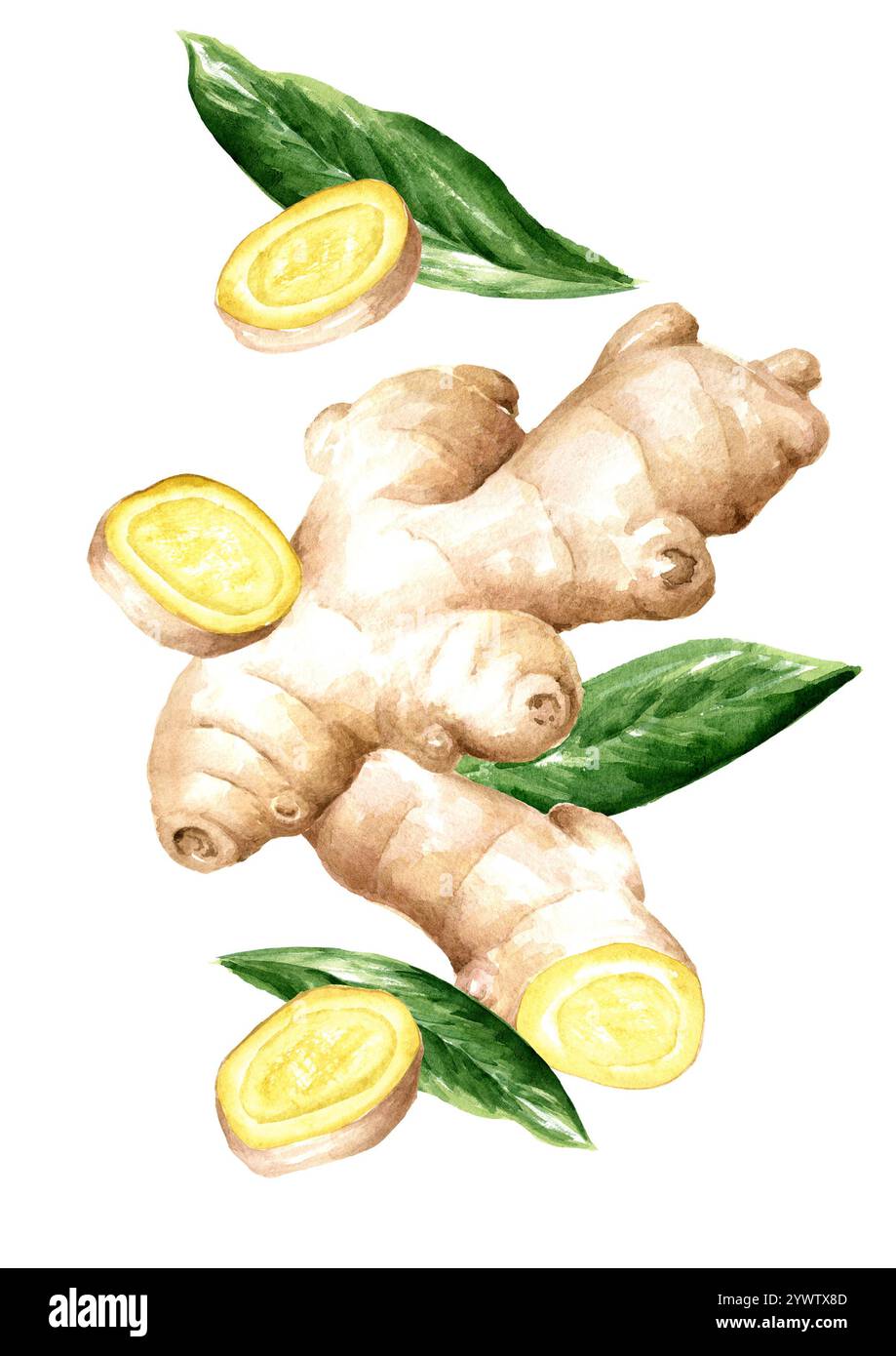 Falling Ginger root with slices and green leaves. Watercolor hand drawn ...