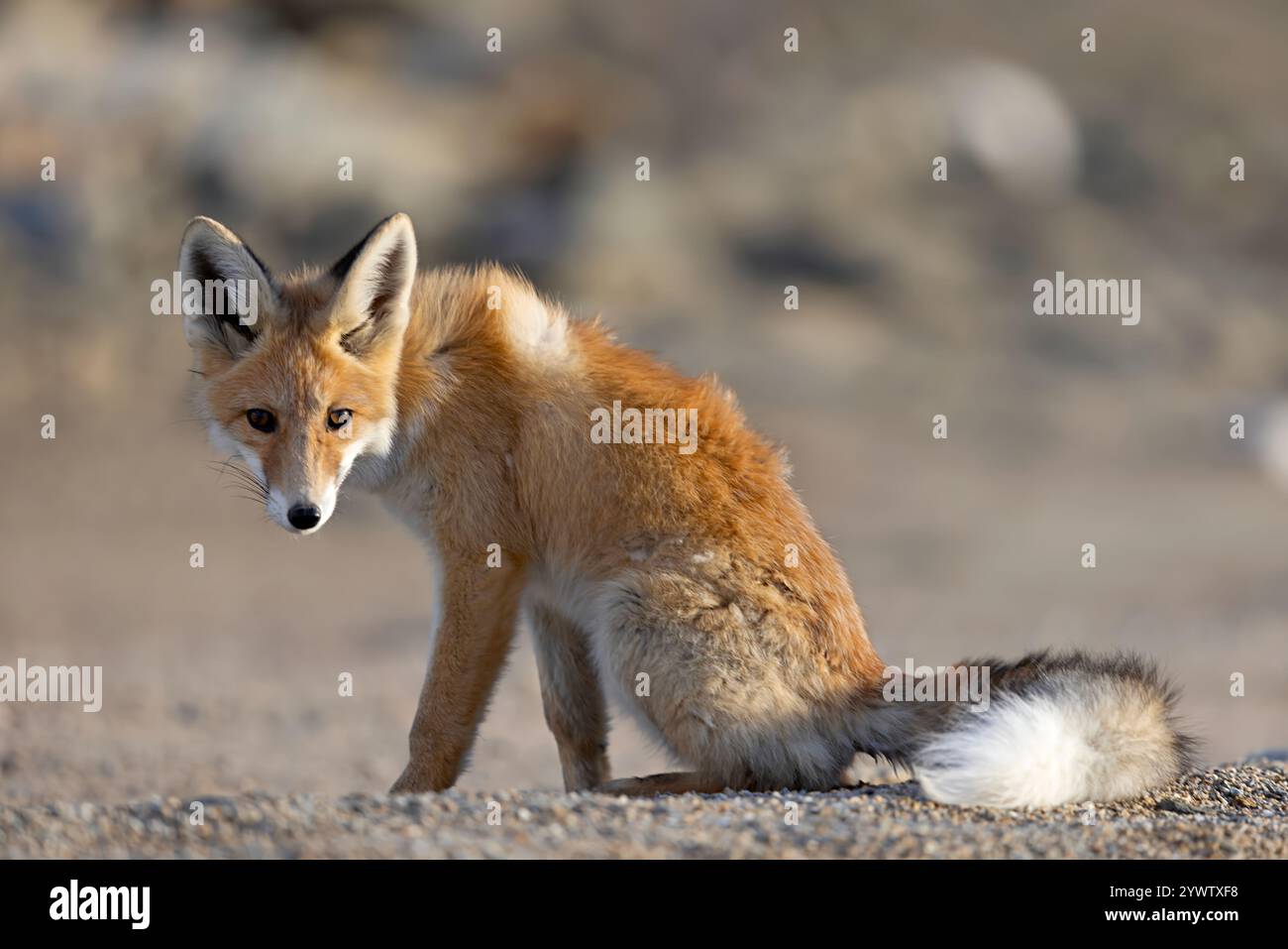 Red Fox, Vulpes vulpes, Ladakh, India Stock Photo - Alamy