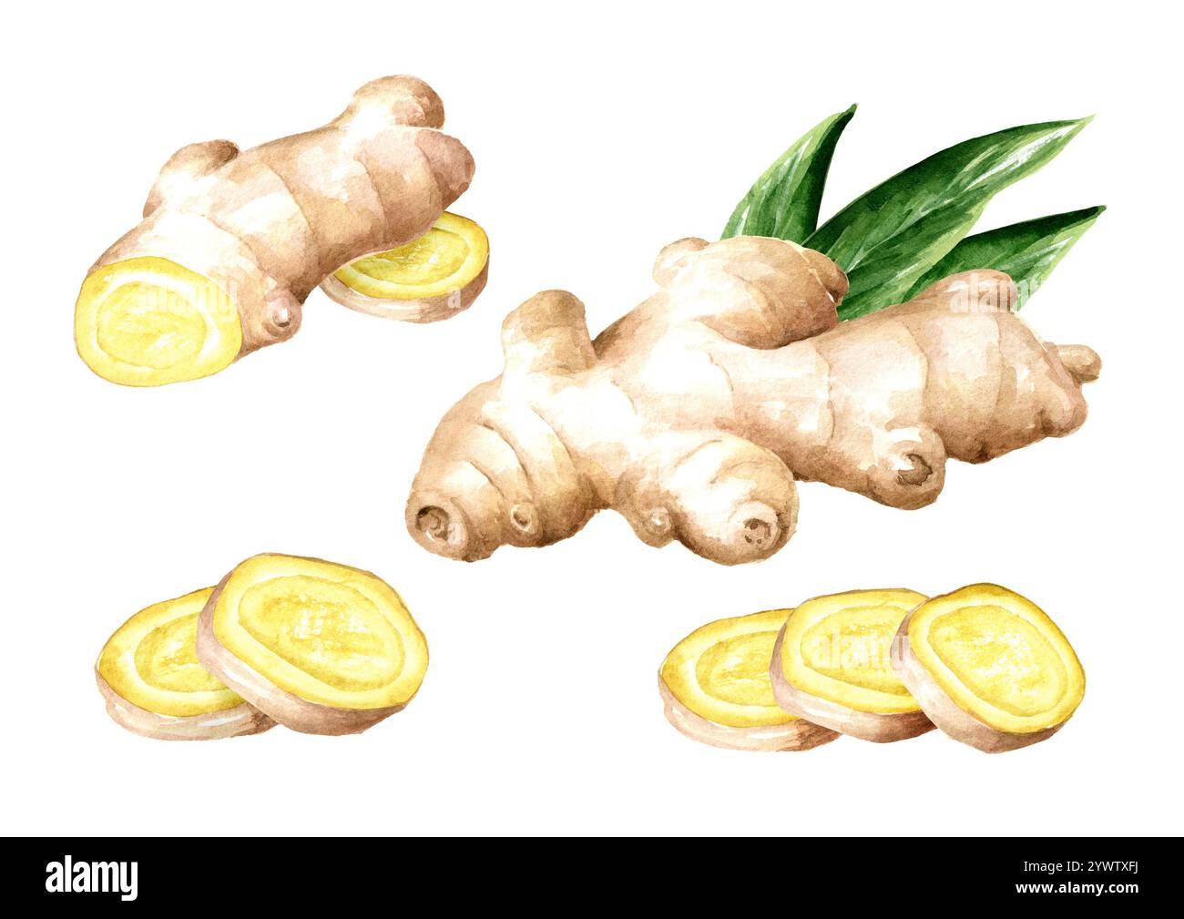 Ginger root with slices and green leaves set. Watercolor hand drawn ...