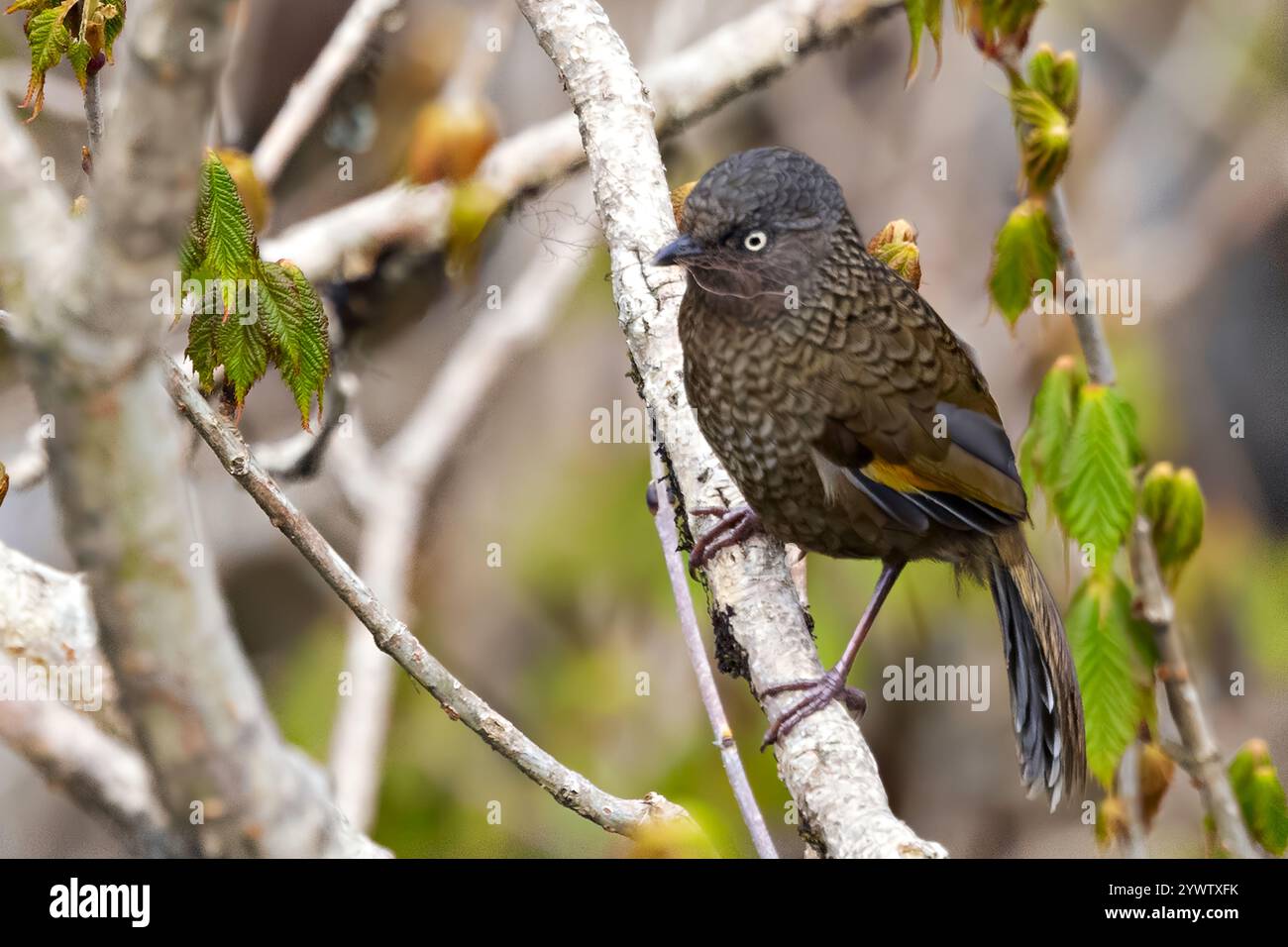 Scaly Laughingthrush, Trochalopteron subunicolor, Sikkim, India Stock ...