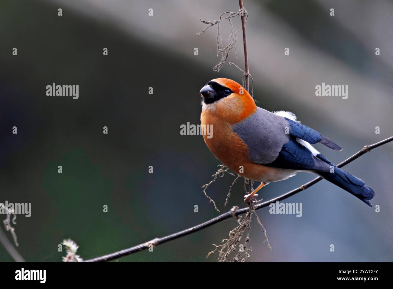 Red-headed Bullfinch, Pyrrhula erythrocephala, Pangolakha Wildlife ...
