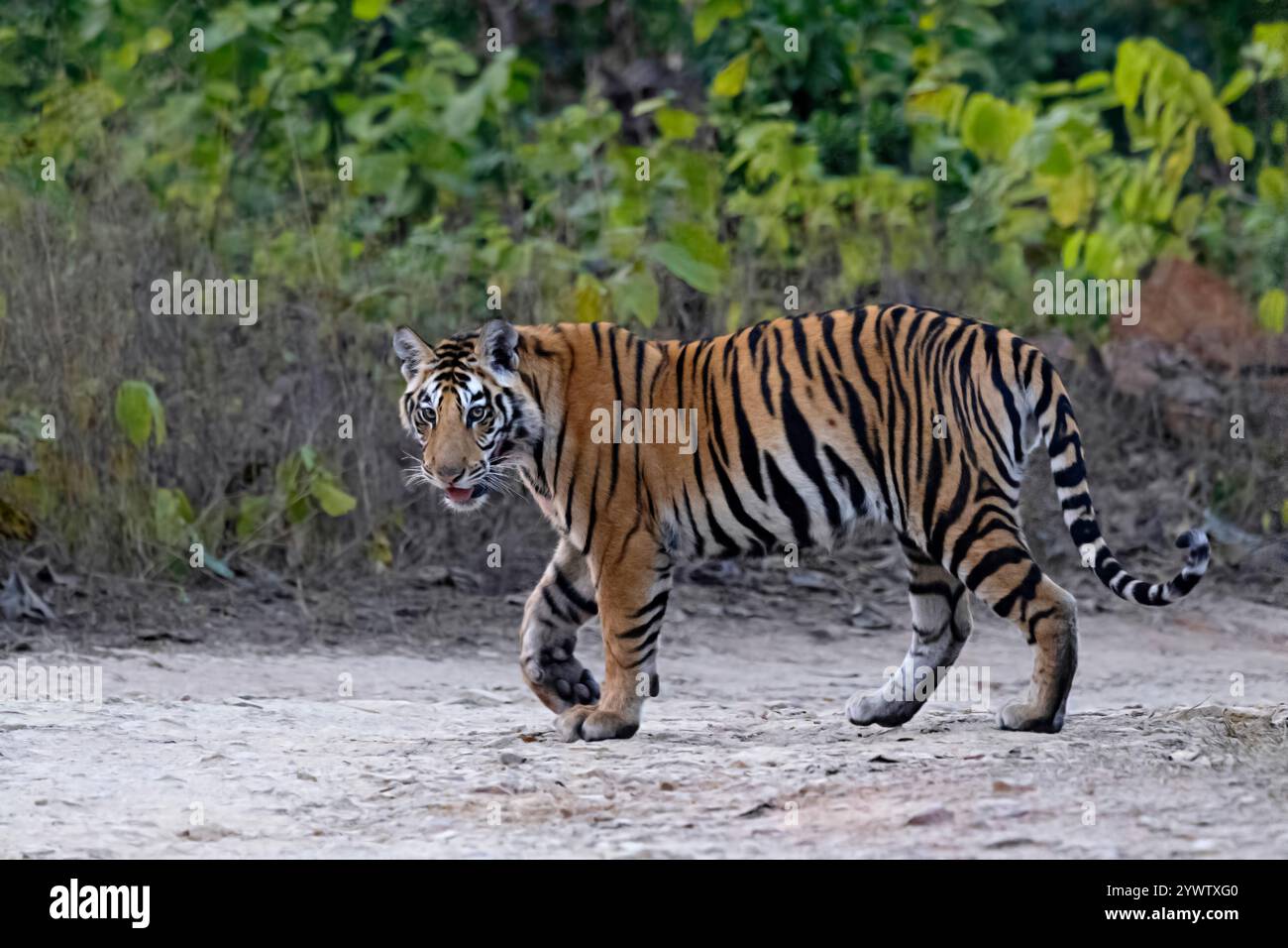 Royal Bengal Tiger, Panthera tigris, subadult male, Panna Tiger Reserve ...
