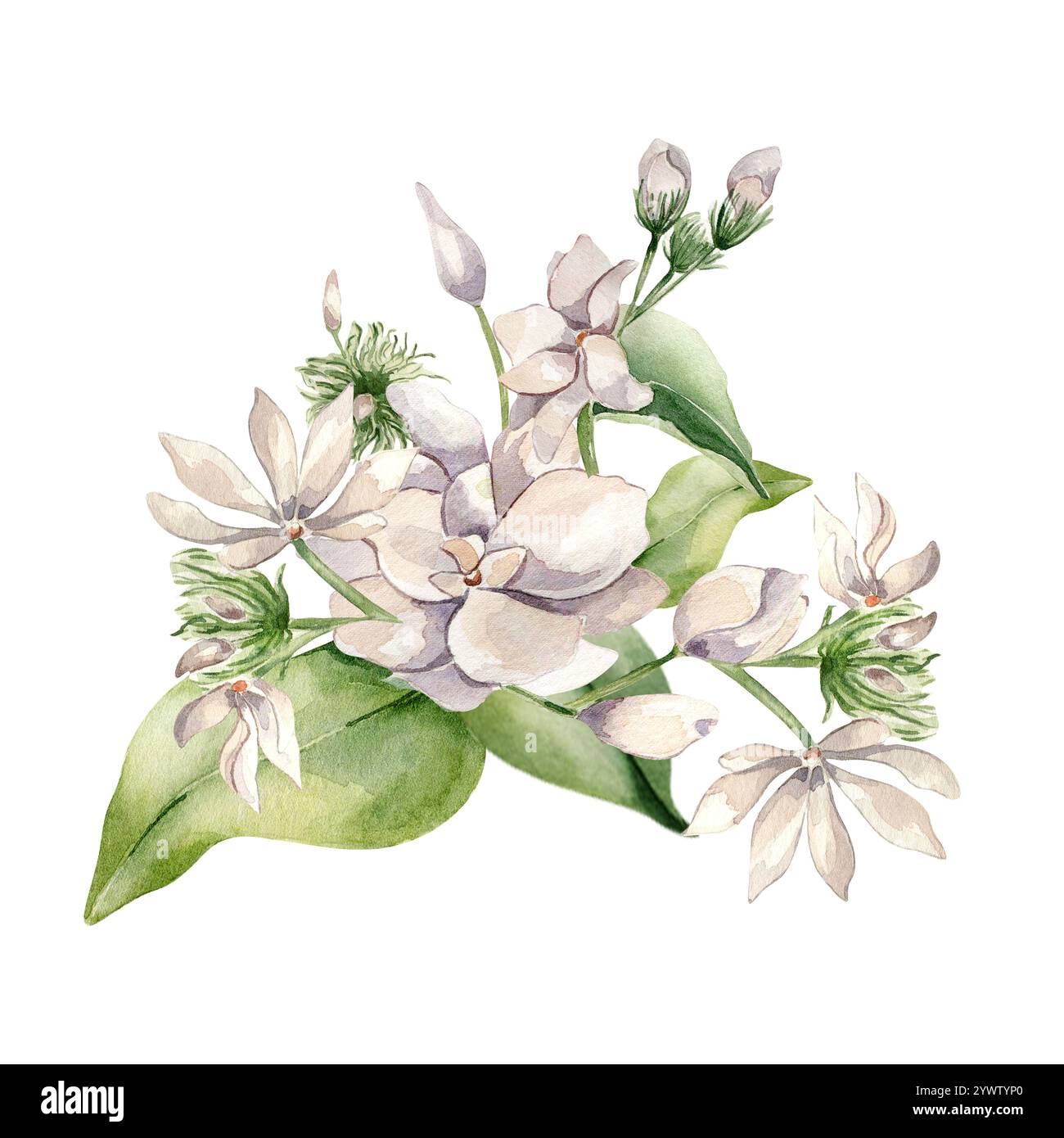 Watercolor jasmine flowers illustration isolated on white. Floral ...