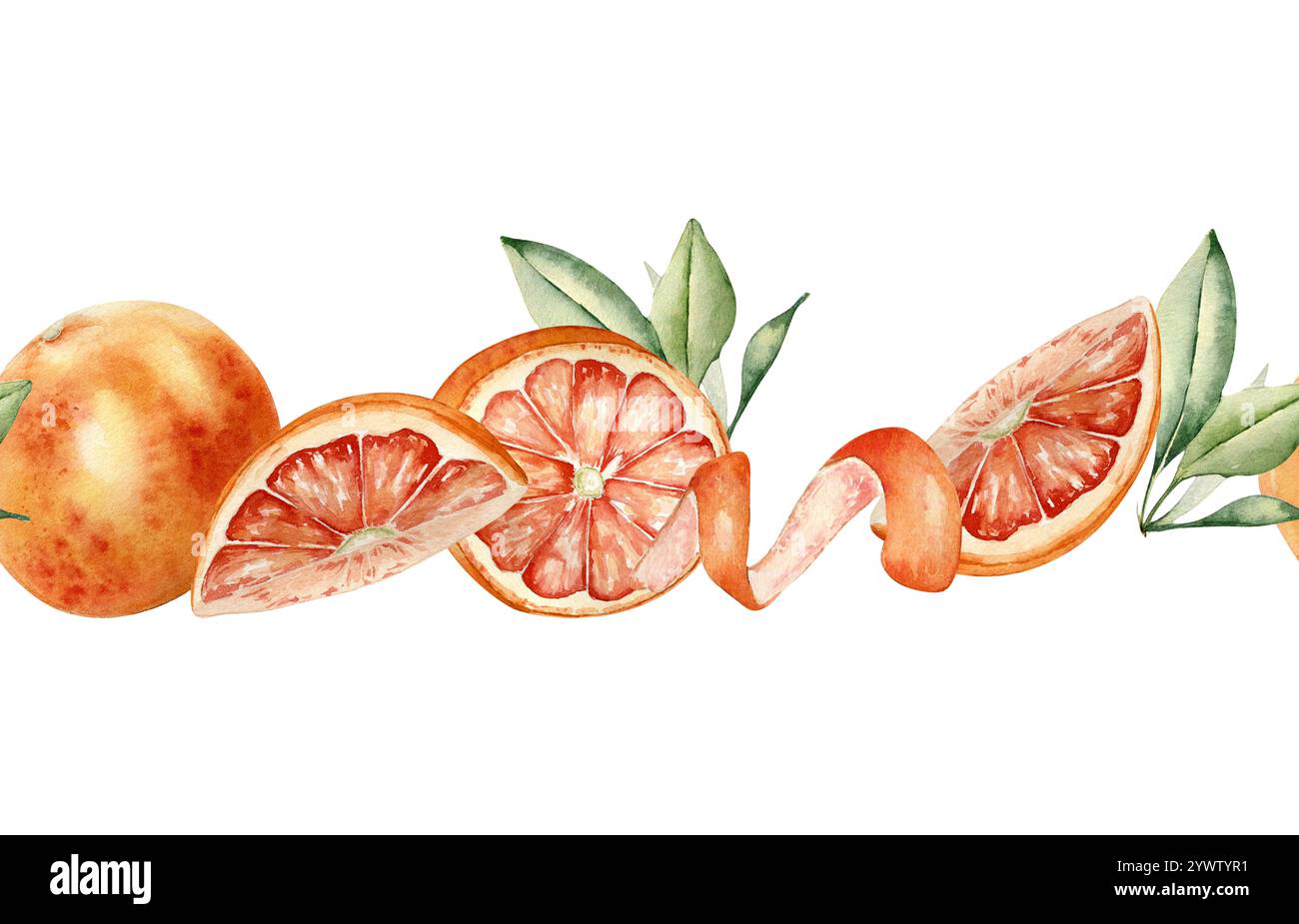 Grapefruits whole and half, orange citrus curl and leaves watercolor seamless border isolated ...