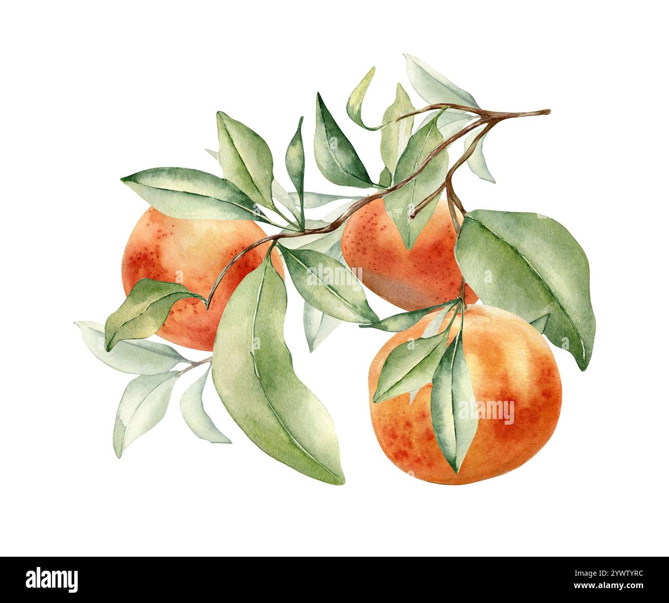 Grapefruit tree leafy sprig watercolor illustration isolated. Branch of ...