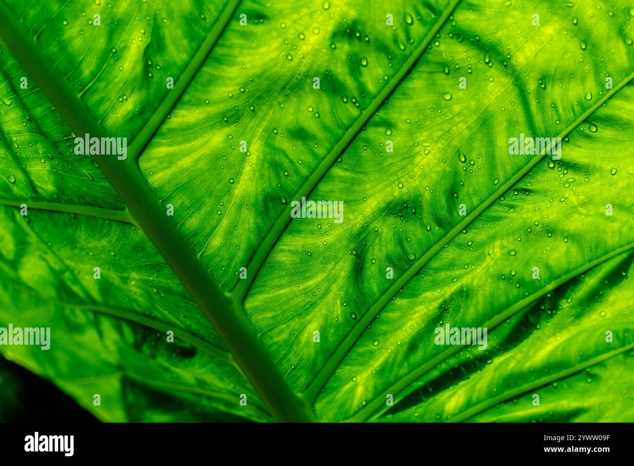 Lush green leaf showcases intricate textures and water droplets ...