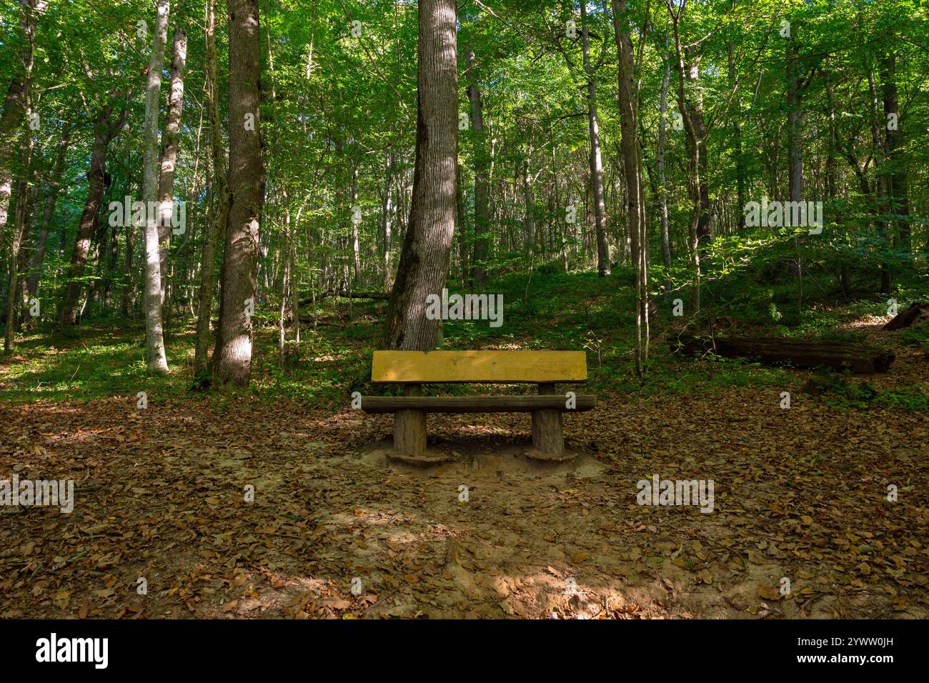 Wooden bench in the forest. Green trees and fallen leaves on the ground ...