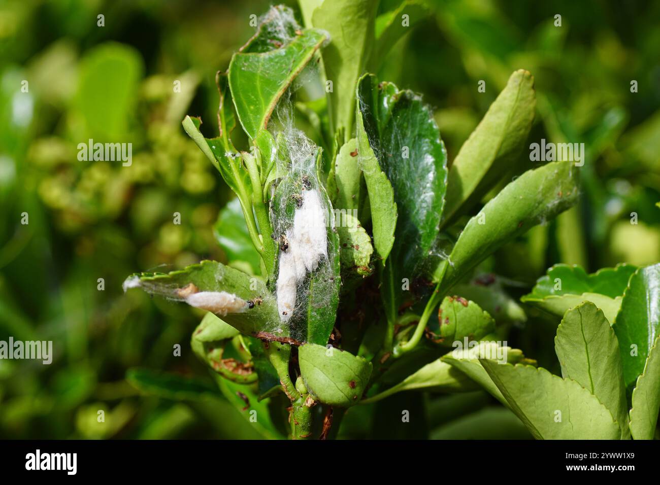 Closeup pupae, cocoons in a silk nest of the family Yponomeutidae ...