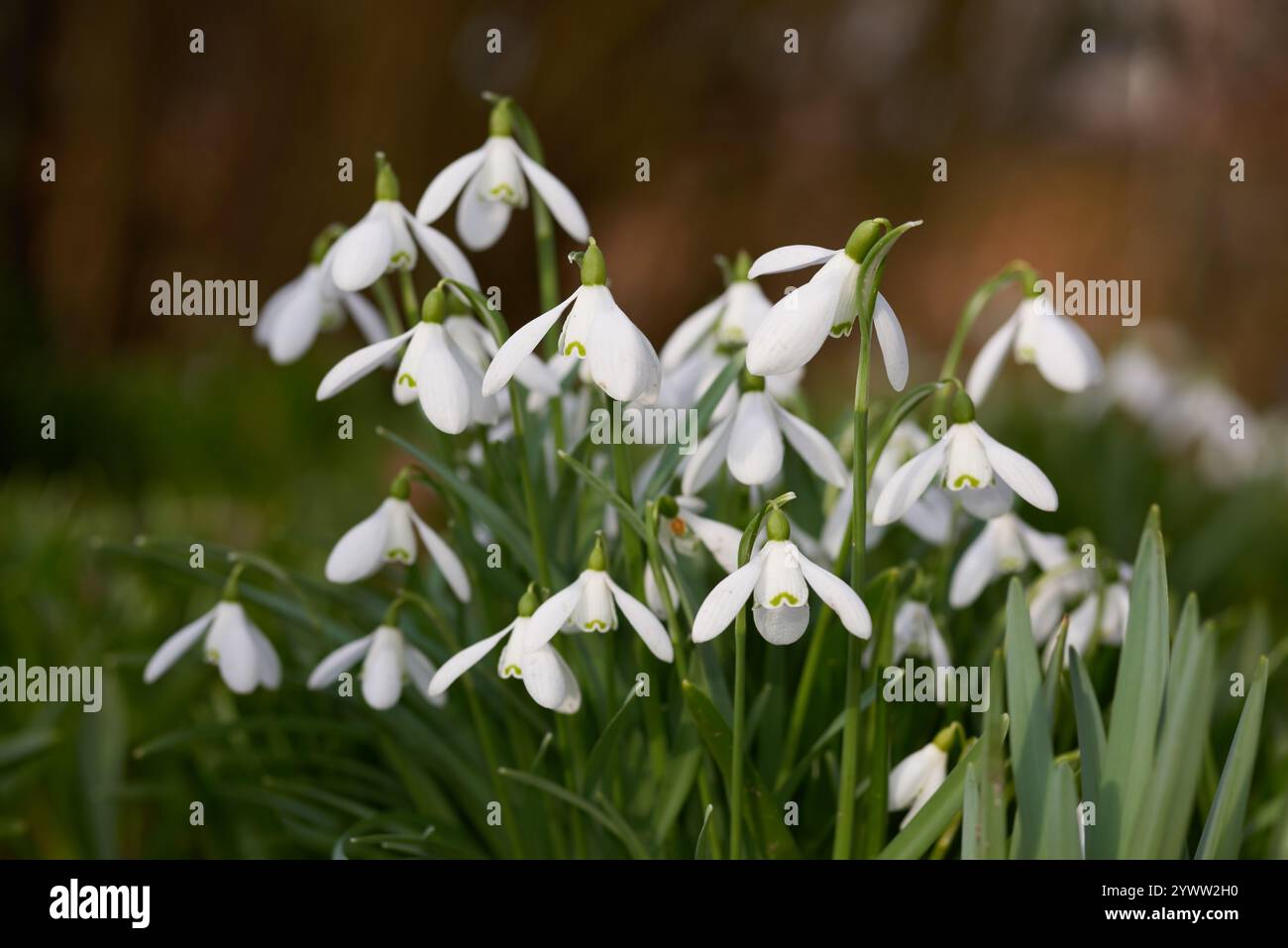 Flowers, outdoor and garden lawn with spring, growth and plants ...