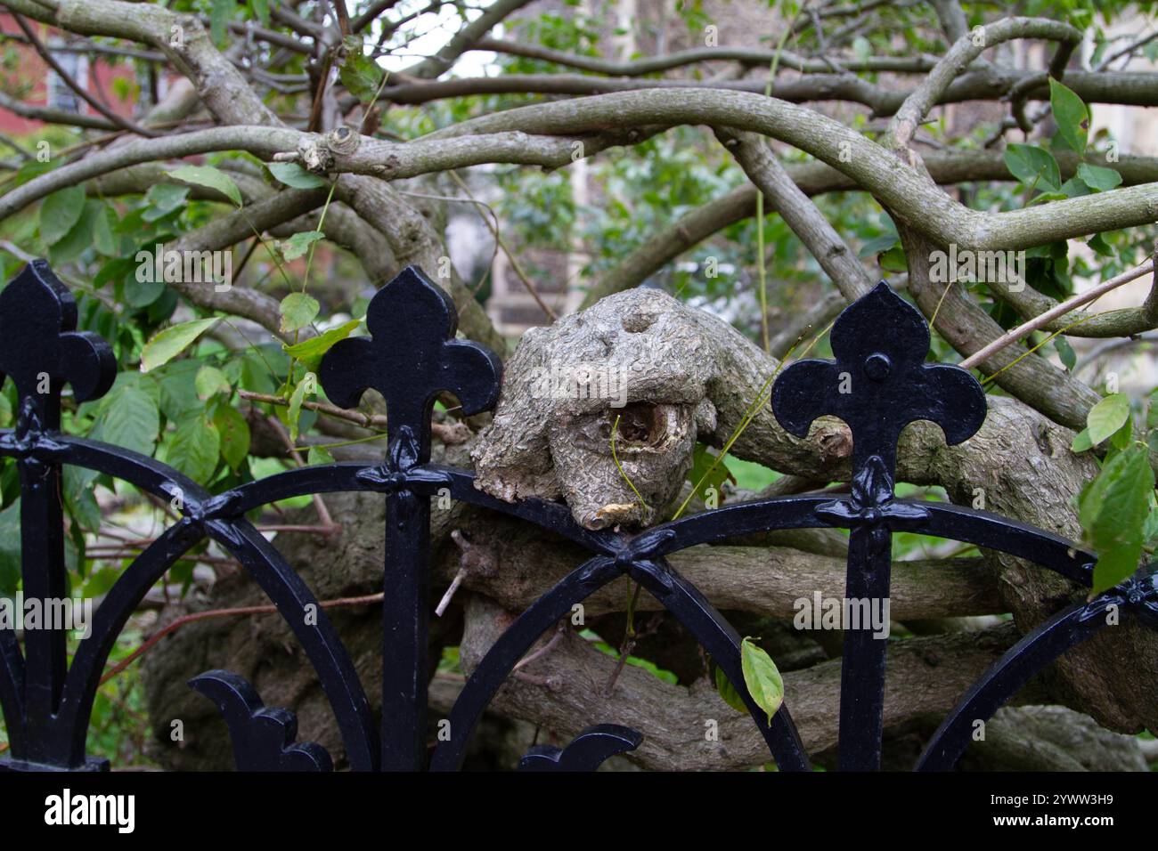 Detail from a wrought iron gate, with branches of an old tree growing ...