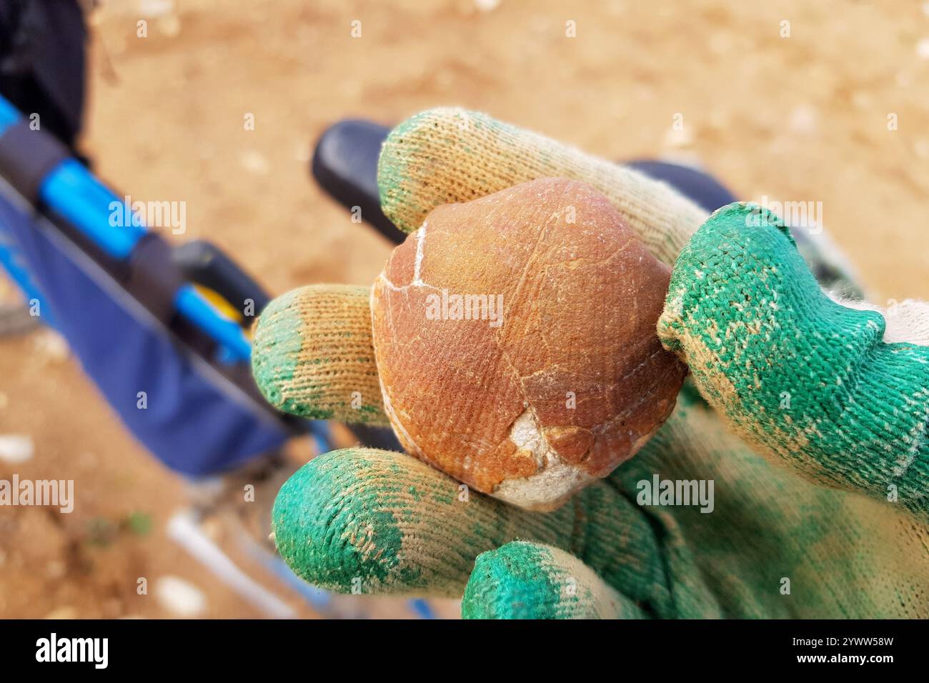 Fossilized shell of an fossil brachiopod in hand, fossil hunting ...