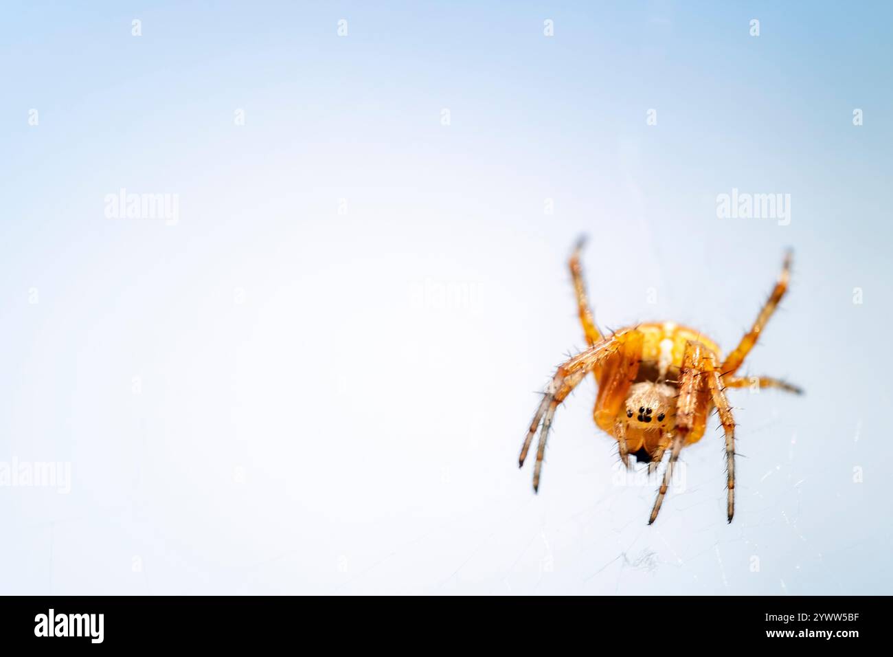 Arachnid characteristics hi-res stock photography and images - Alamy