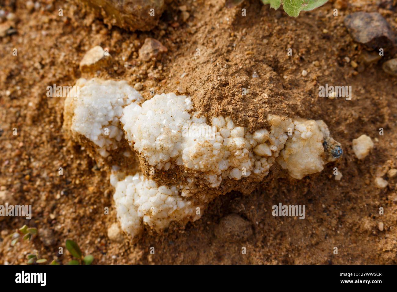 Milky quartz druse sticking out of the ground close up, rock and ...