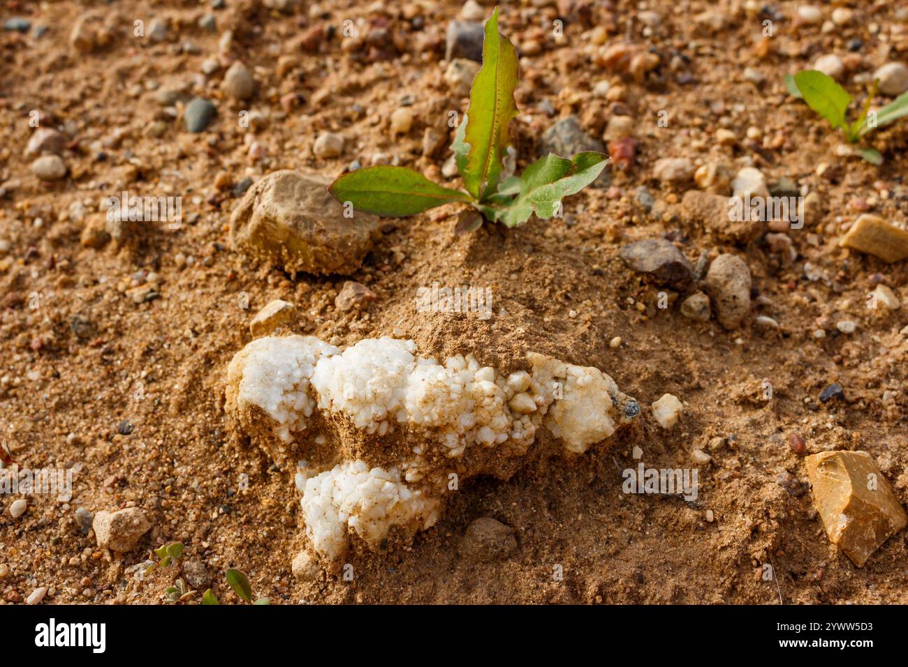 Brush of milky quartz sticking out of the ground, search for ...