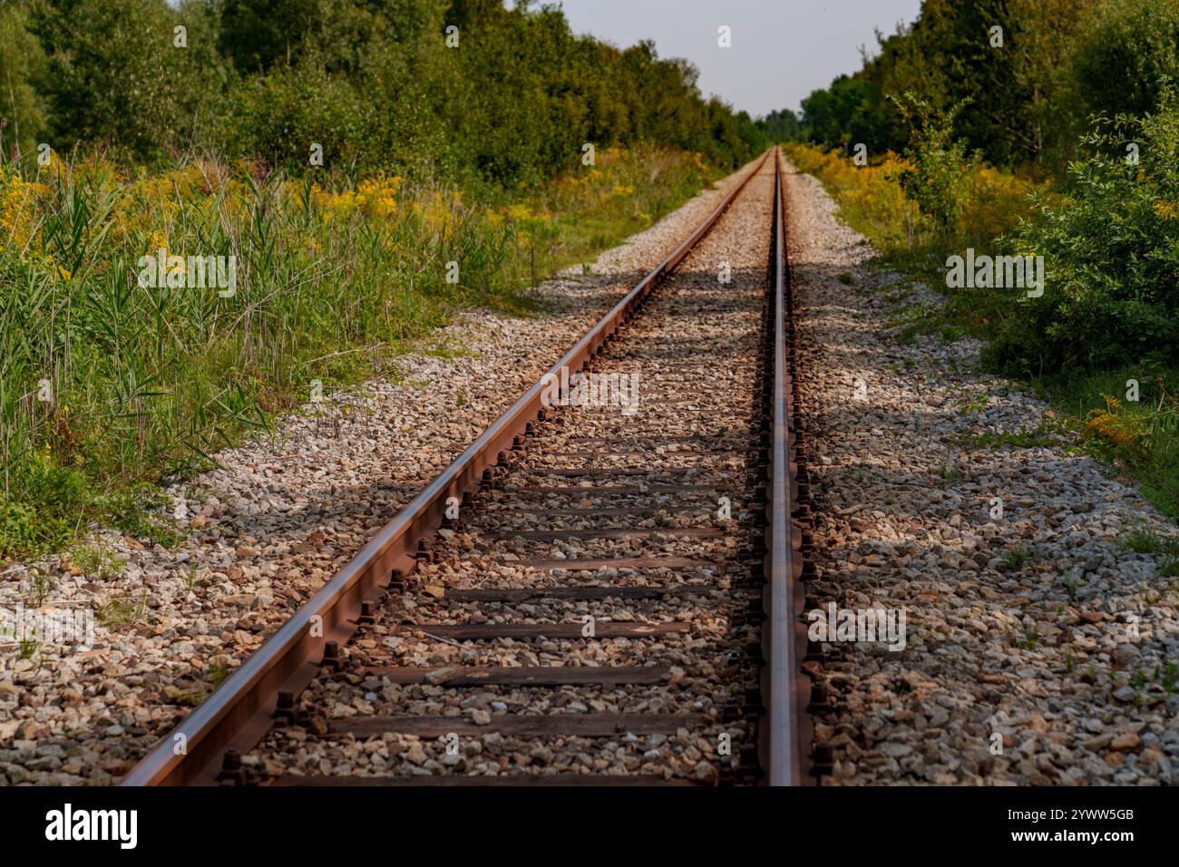 Old disused, rusty railway tracks running through the forest Stock ...