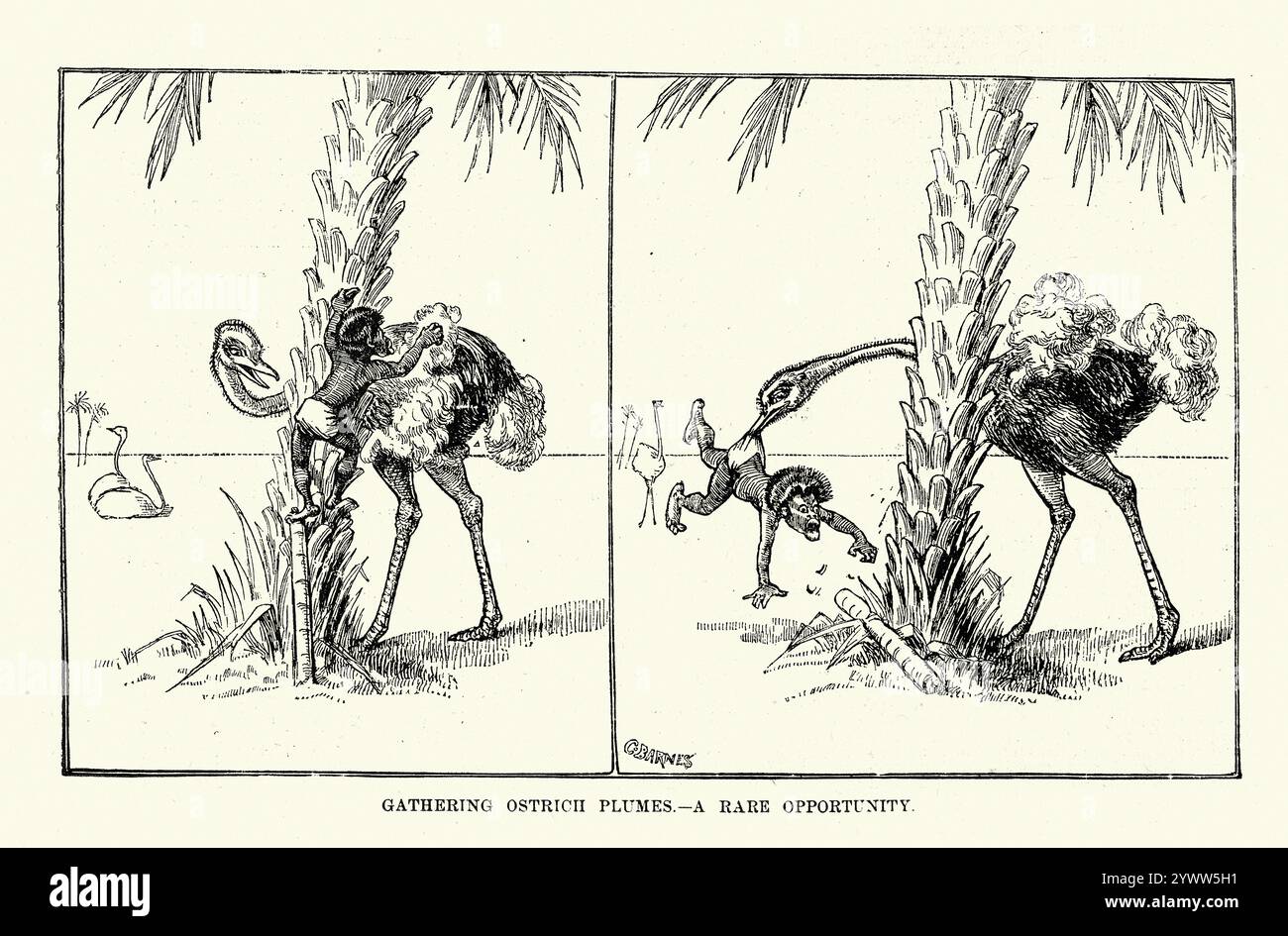 Cartoon, GAthering ostrich feathers, Victorian, Vintage illustration ...