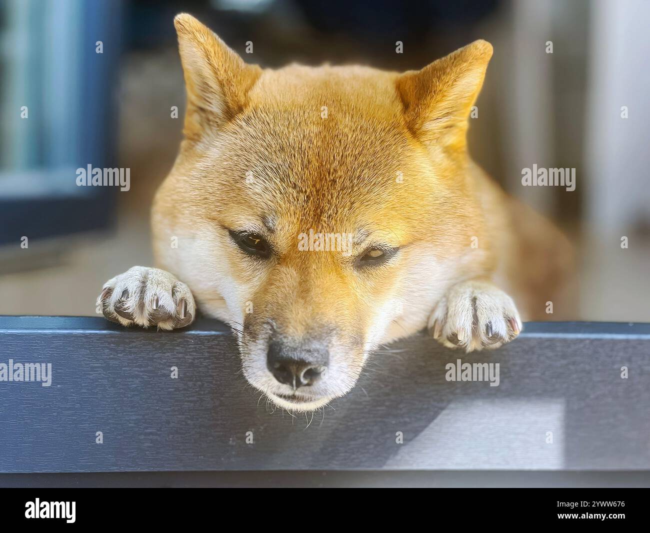 Adorable red Shiba Inu dog curiously peeking out of a window. High ...