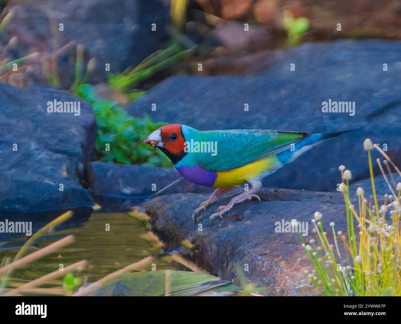 A Gouldian Finch (Chloebia gouldiae) feeding, East Kimberley, Western ...