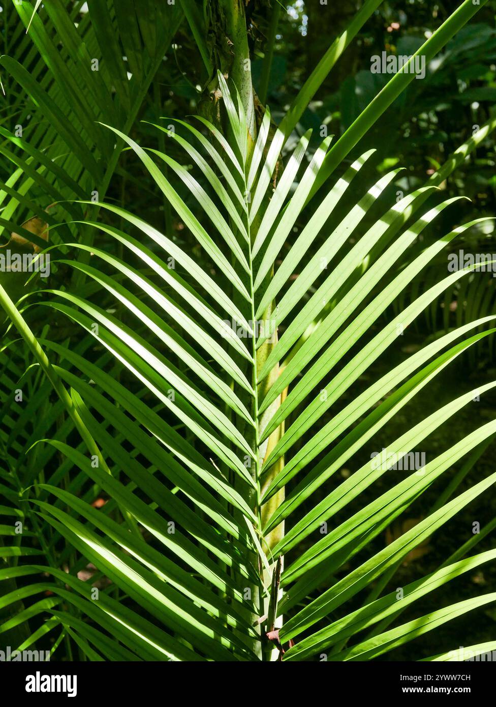 Leaf of a golden fruit palm also known as Areca palm (Dypsis lutescens ...