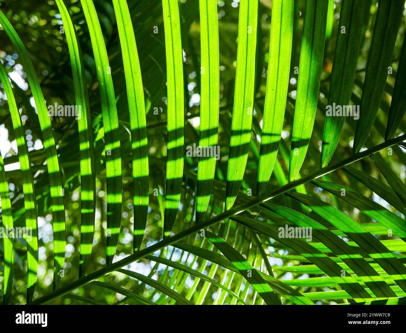 Leaf of a golden fruit palm also known as Areca palm (Dypsis lutescens ...