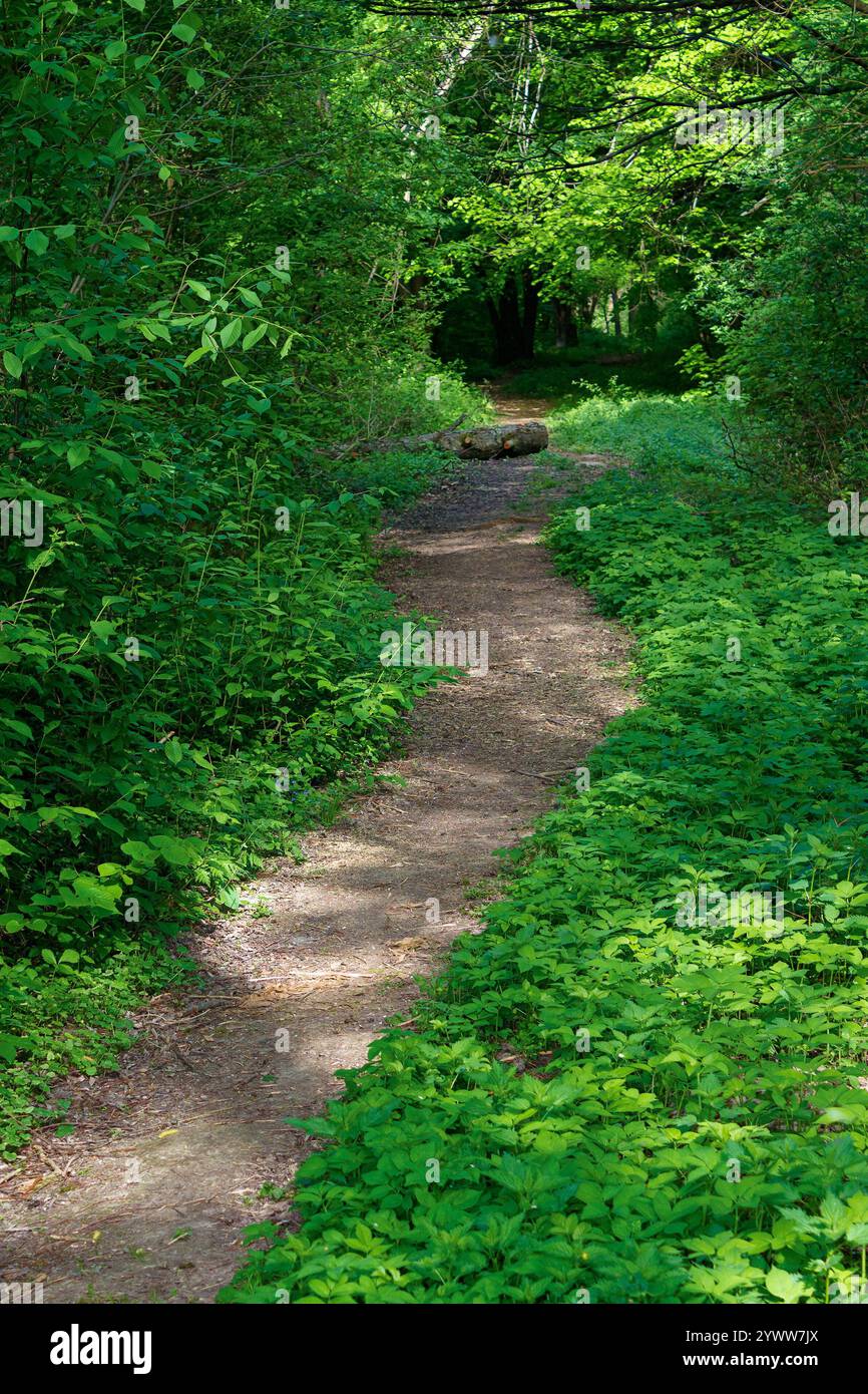 path through the forest. outdoor adventure. beautiful nature scenery in ...