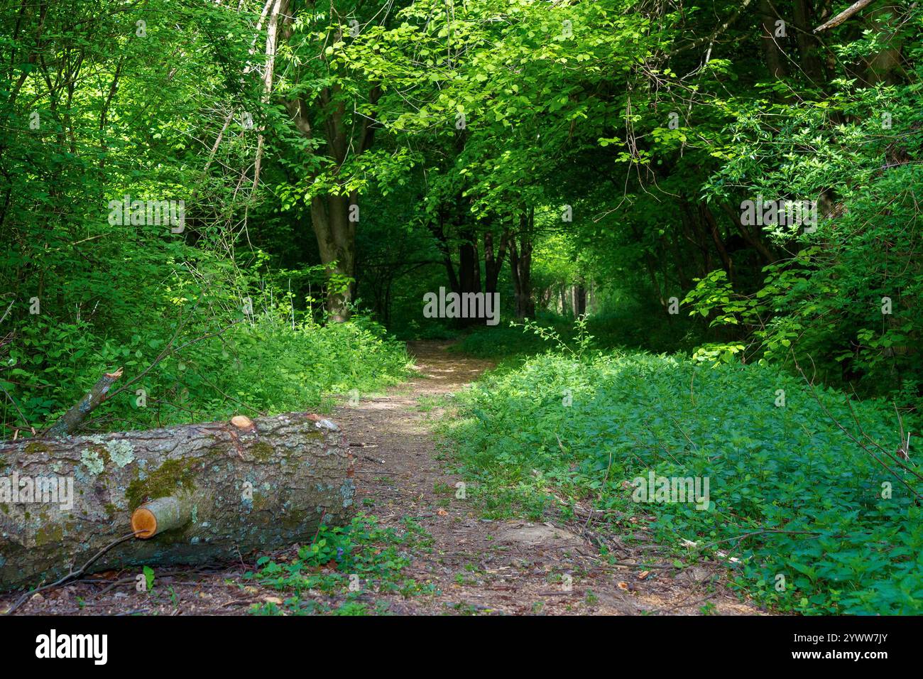 path through the forest. lush foliage. beautiful nature scenery in ...