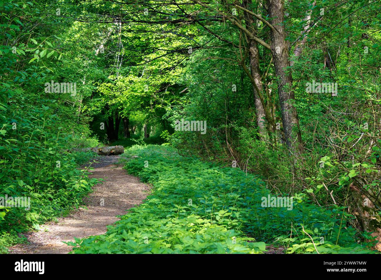Beautiful scenery forest in hi-res stock photography and images - Alamy